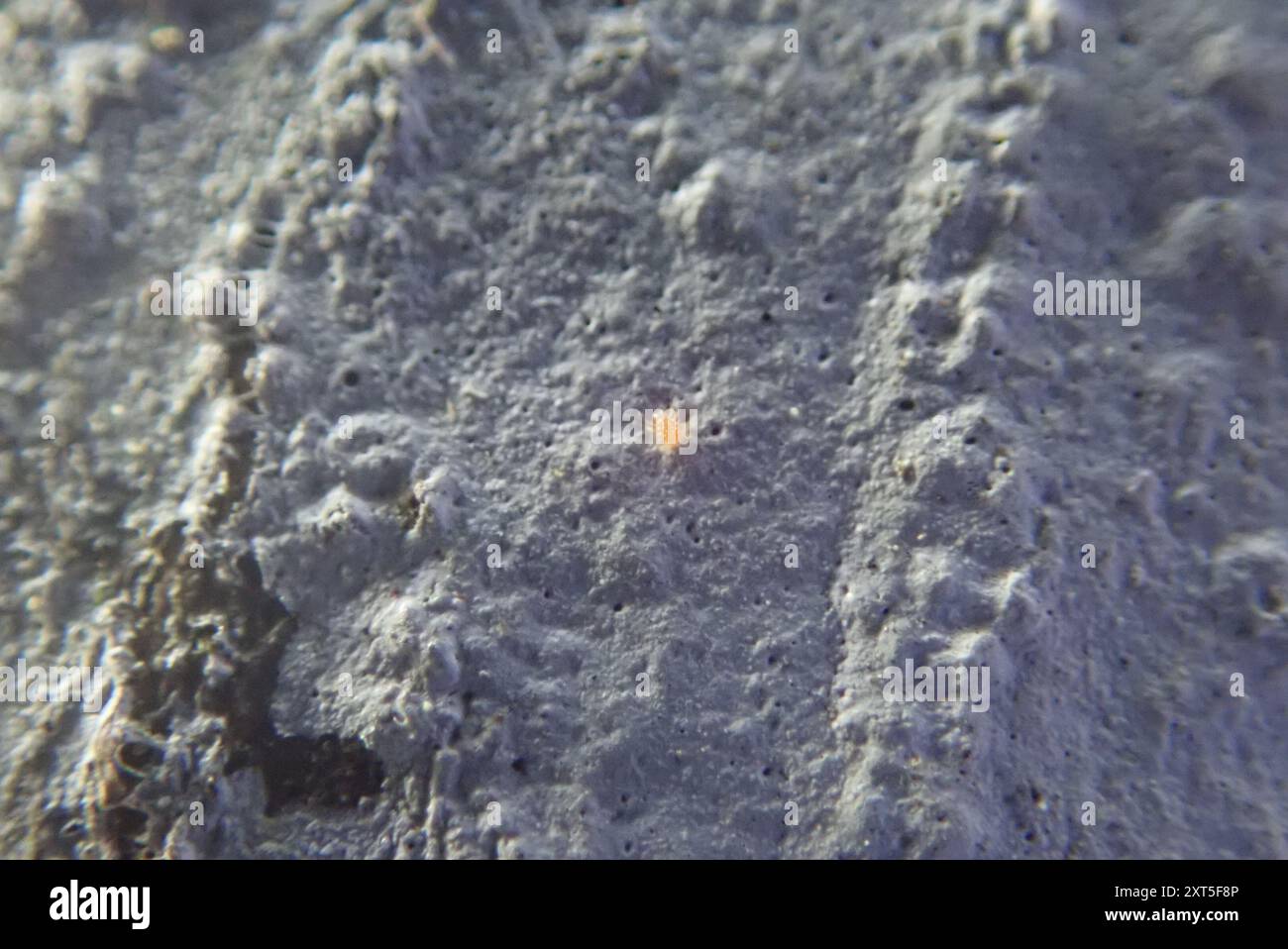 Mites and Ticks (Acari) Arachnida Stock Photo - Alamy