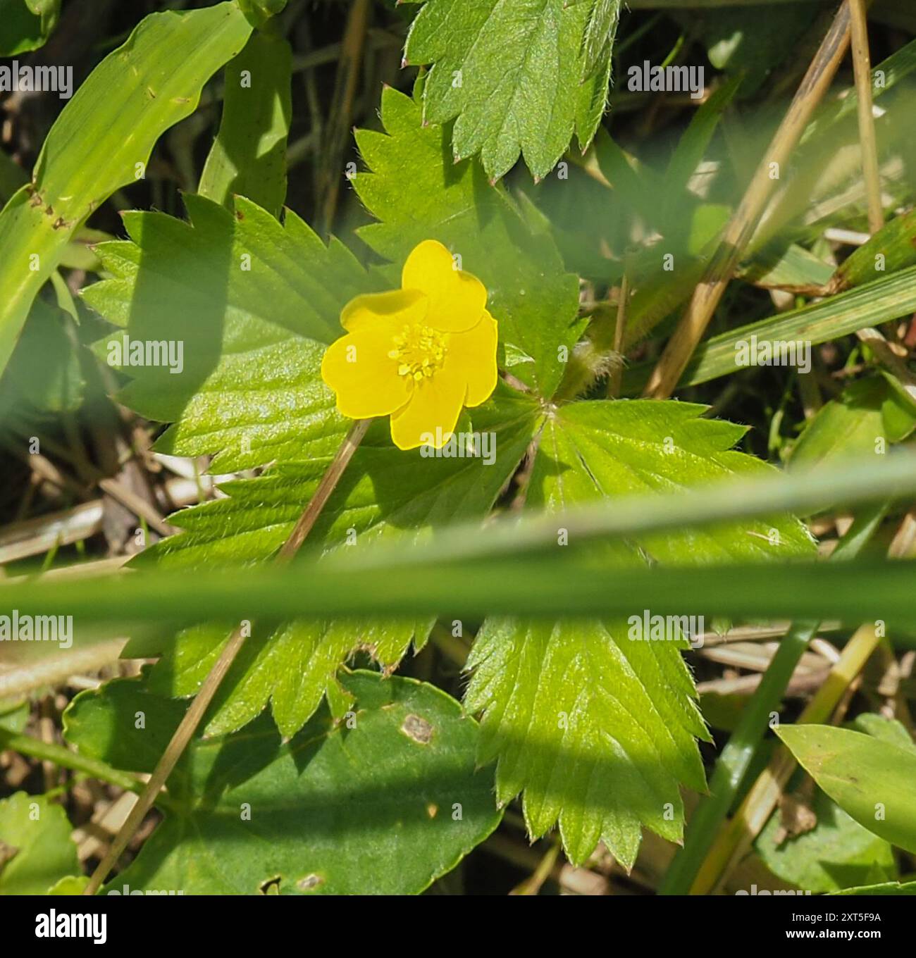 common cinquefoil (Potentilla simplex) Plantae Stock Photo - Alamy