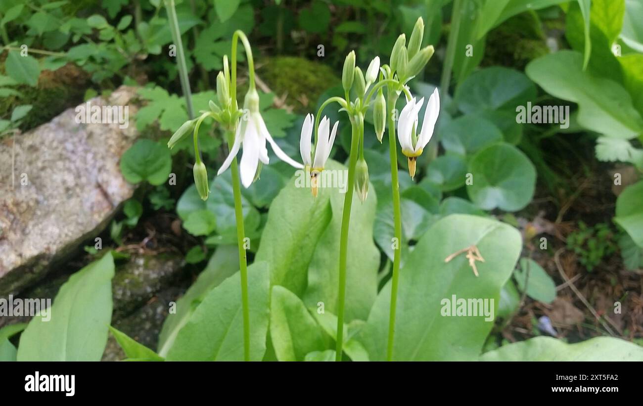 eastern shooting star (Primula meadia) Plantae Stock Photo - Alamy