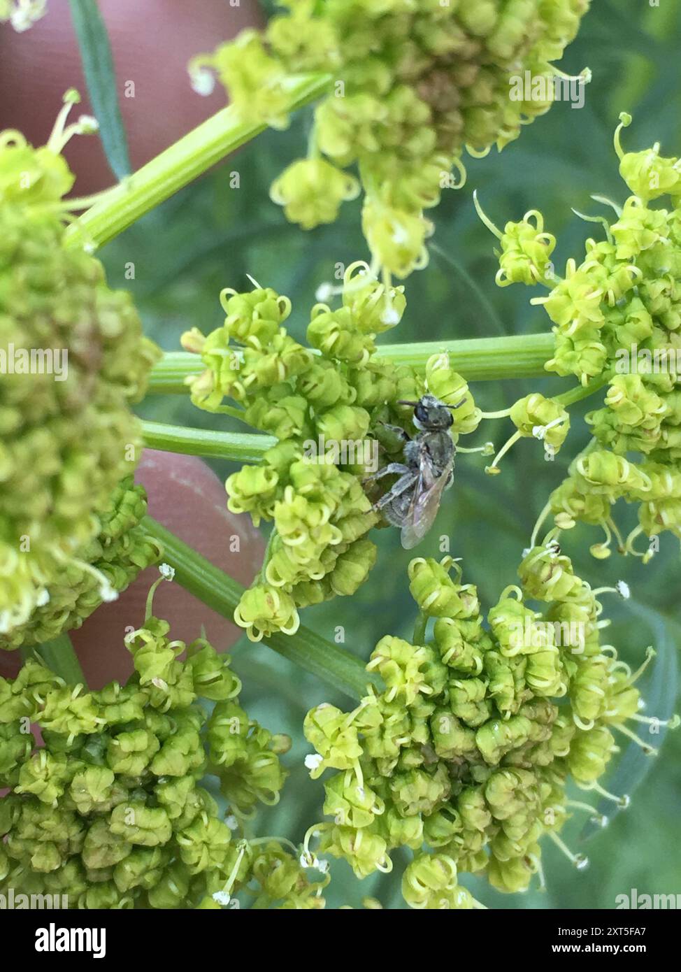 Metallic Sweat Bees (Dialictus) Insecta Stock Photo - Alamy