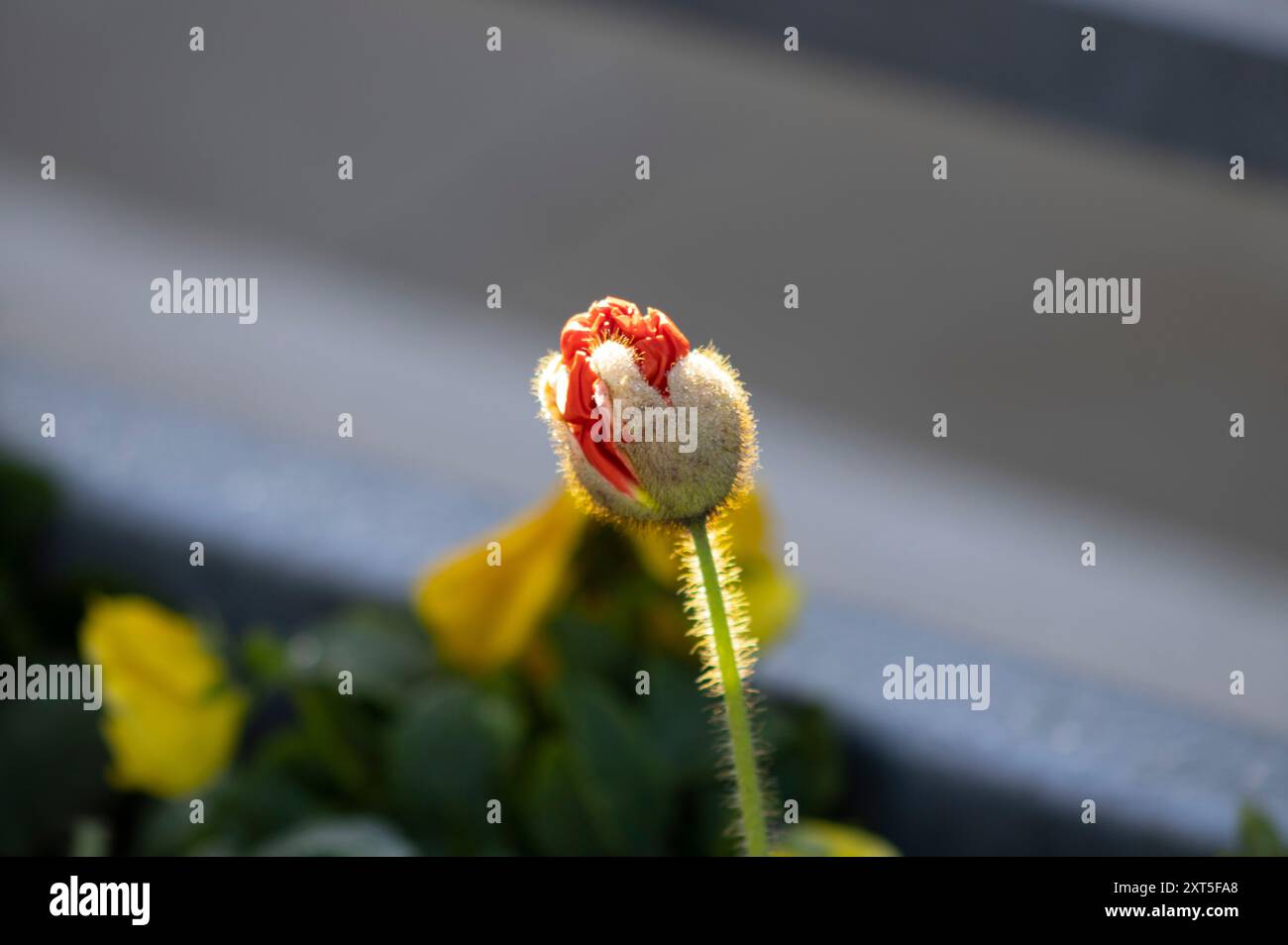 Bursting bloom hi-res stock photography and images - Alamy