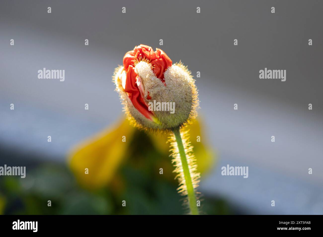 Bursting shell hi-res stock photography and images - Alamy