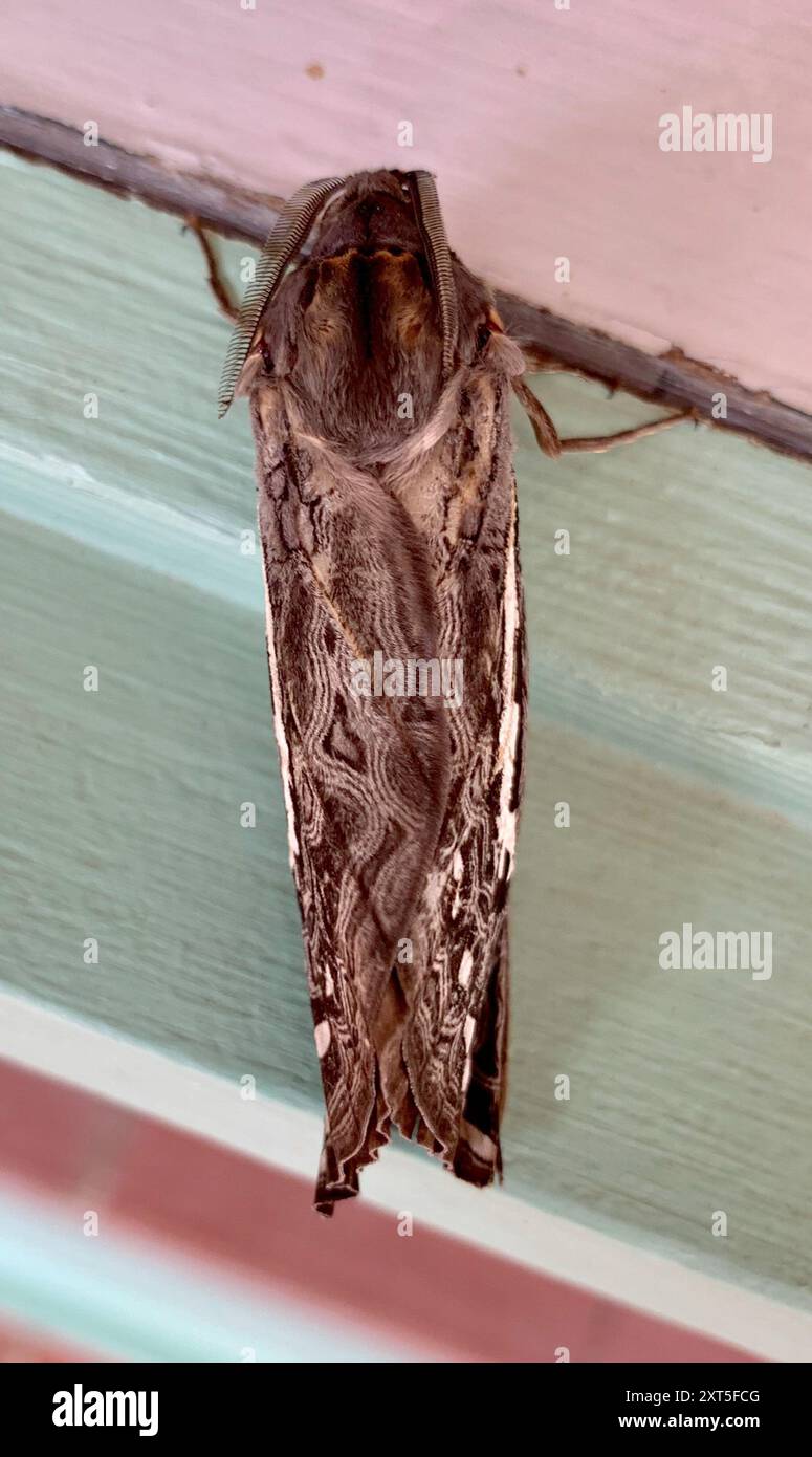 Rain Moth (Abantiades argentata) Insecta Stock Photo - Alamy