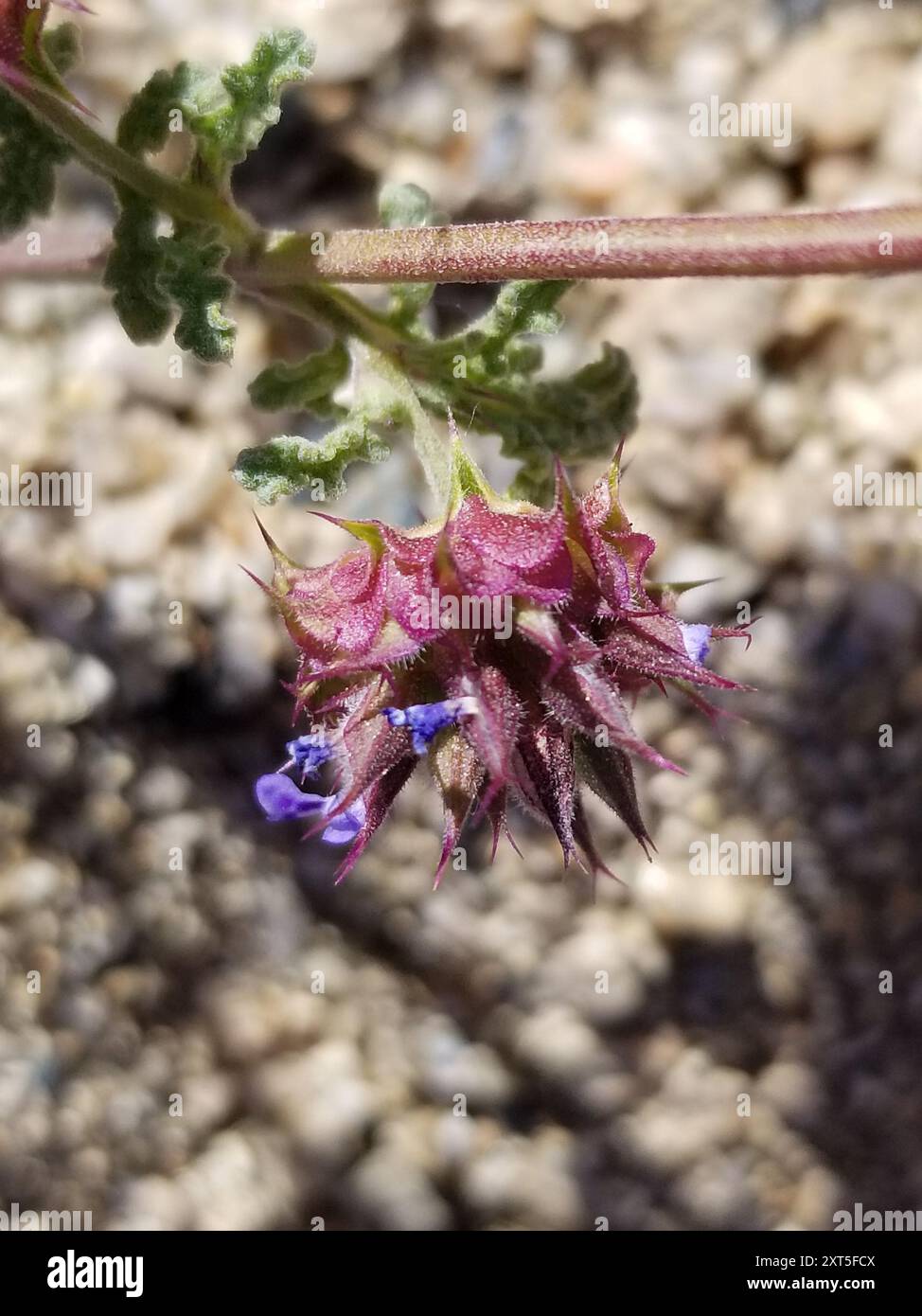 Chia (Salvia columbariae) Plantae Stock Photo - Alamy