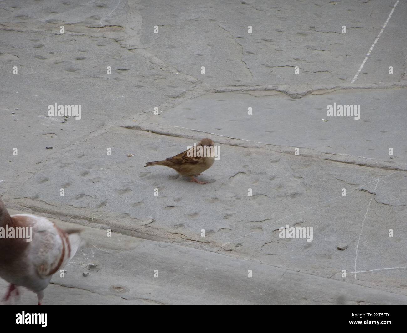 Italian Sparrow (Passer italiae) Aves Stock Photo - Alamy