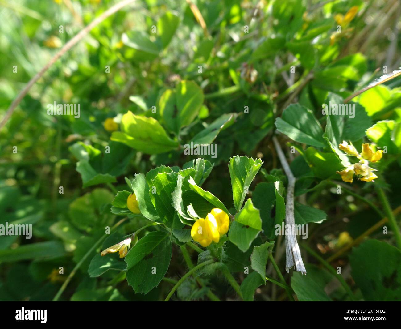 Spotted medick (Medicago arabica) Plantae Stock Photo - Alamy