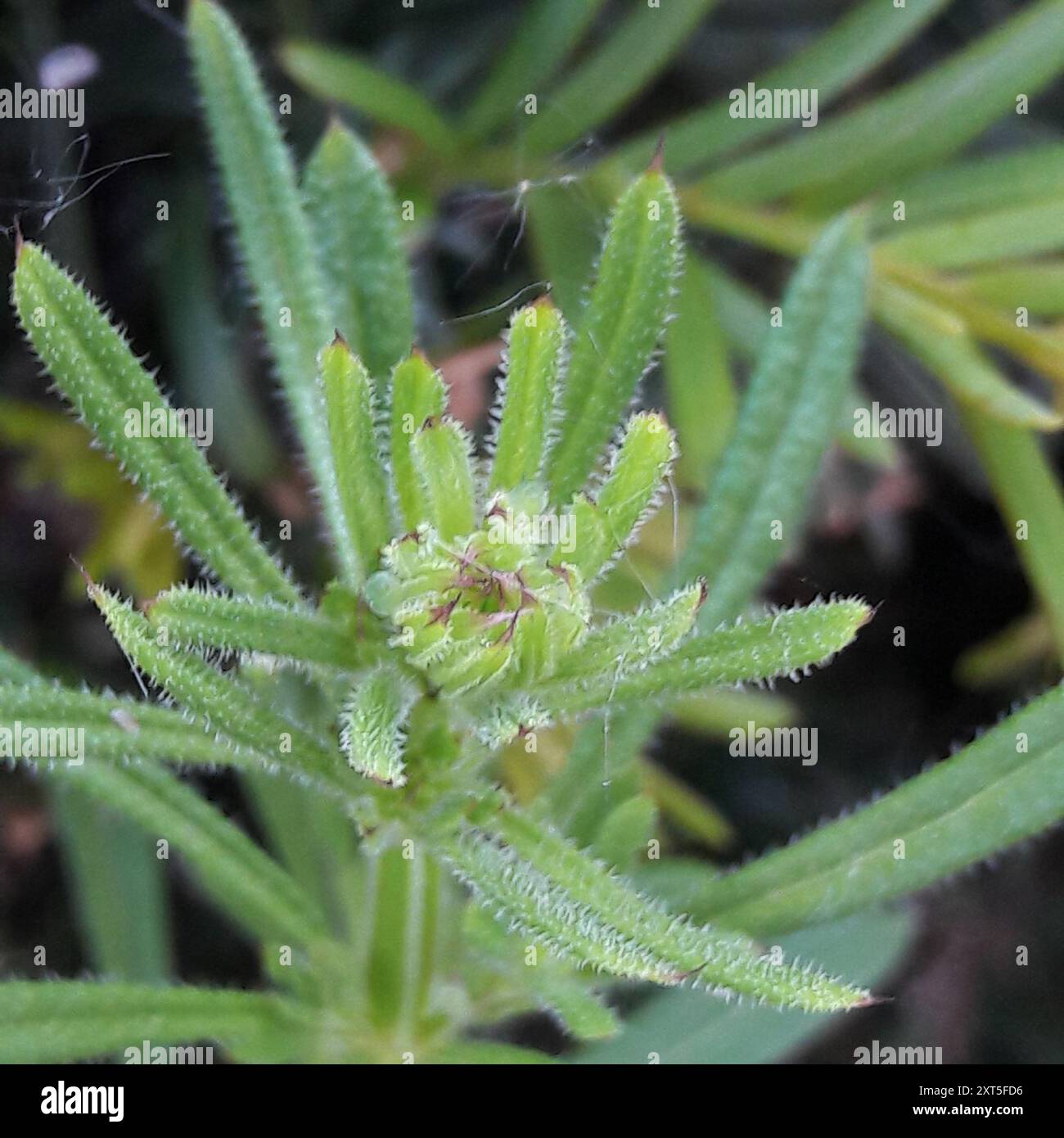 catchweed bedstraw (Galium aparine) Plantae Stock Photo - Alamy