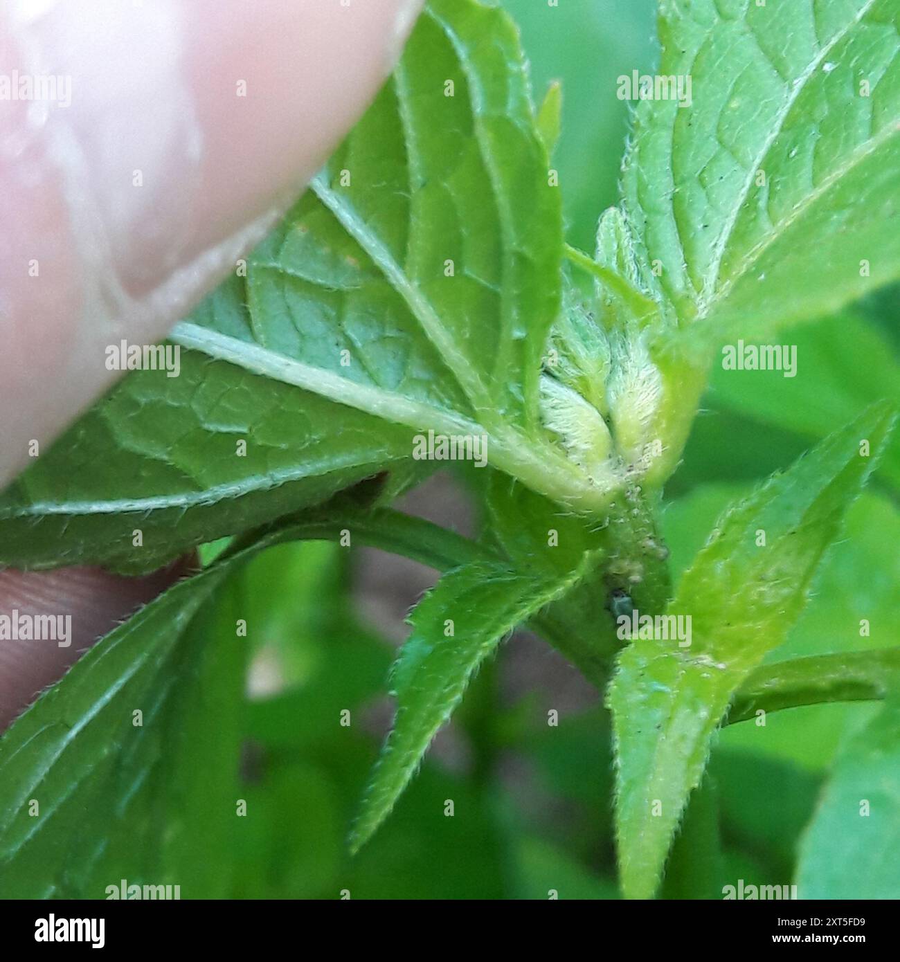 shaggy soldier (Galinsoga quadriradiata) Plantae Stock Photo - Alamy