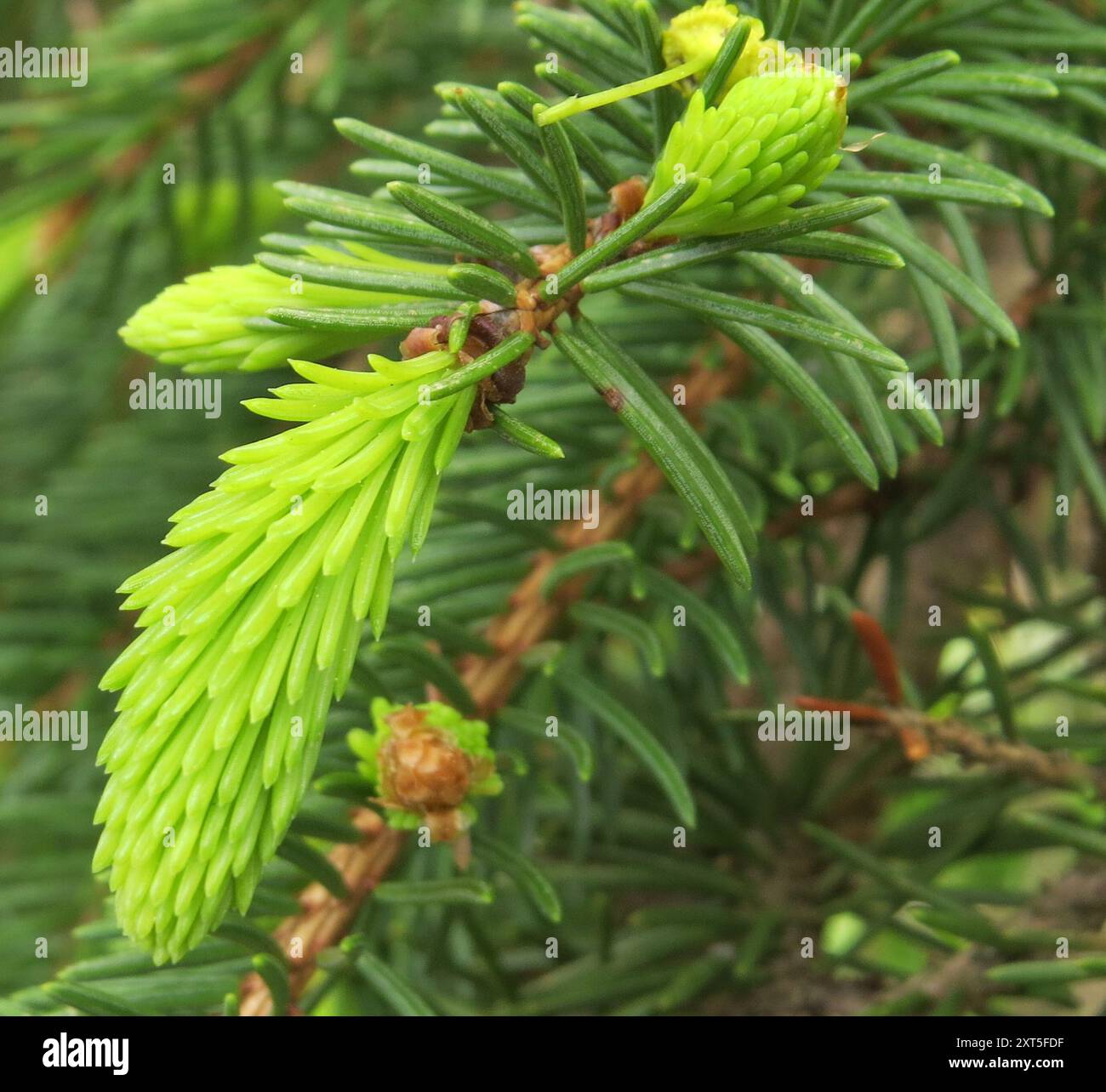 Norway spruce (Picea abies) Plantae Stock Photo - Alamy