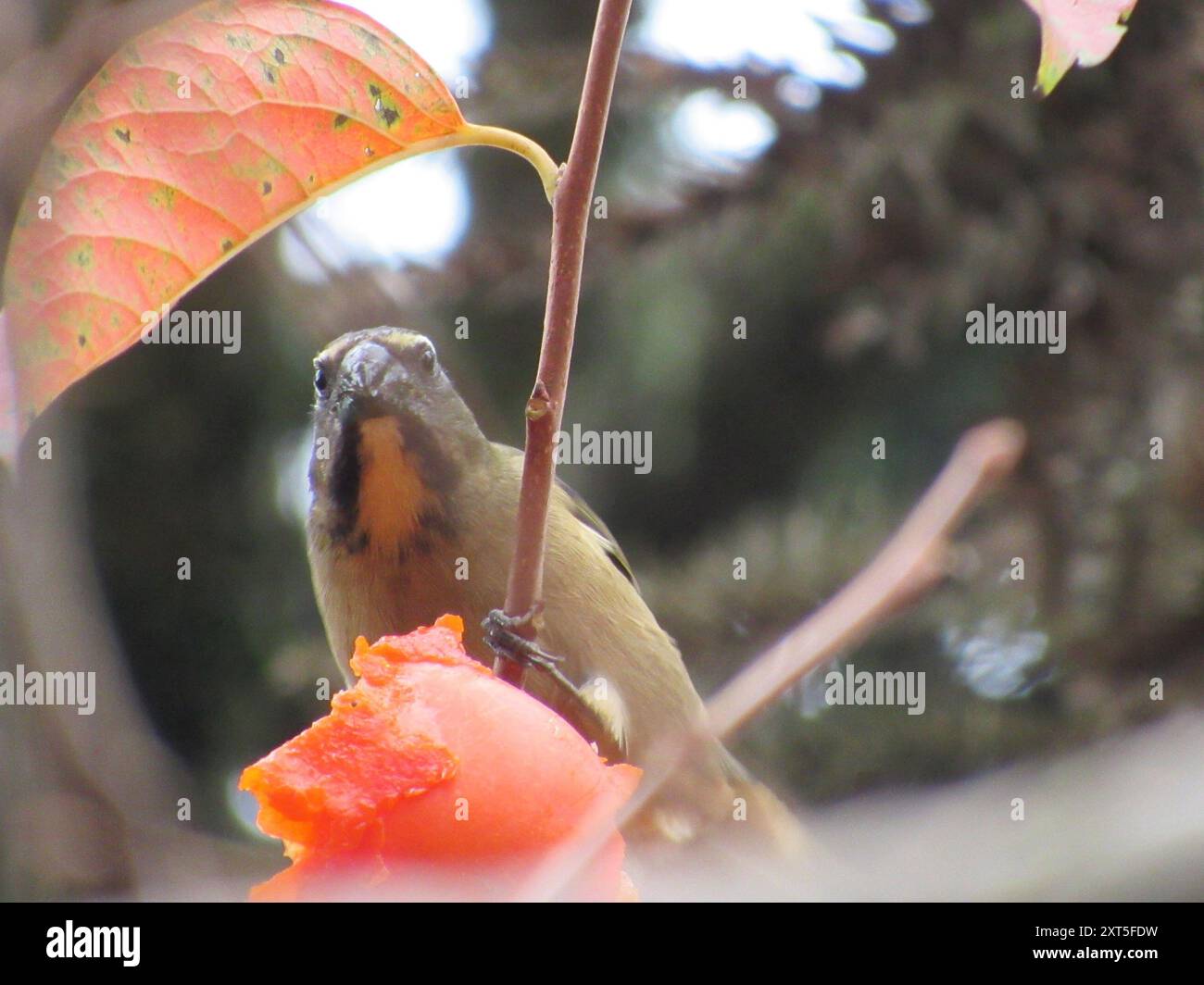 Thick-billed Saltator (Saltator maxillosus) Aves Stock Photo - Alamy