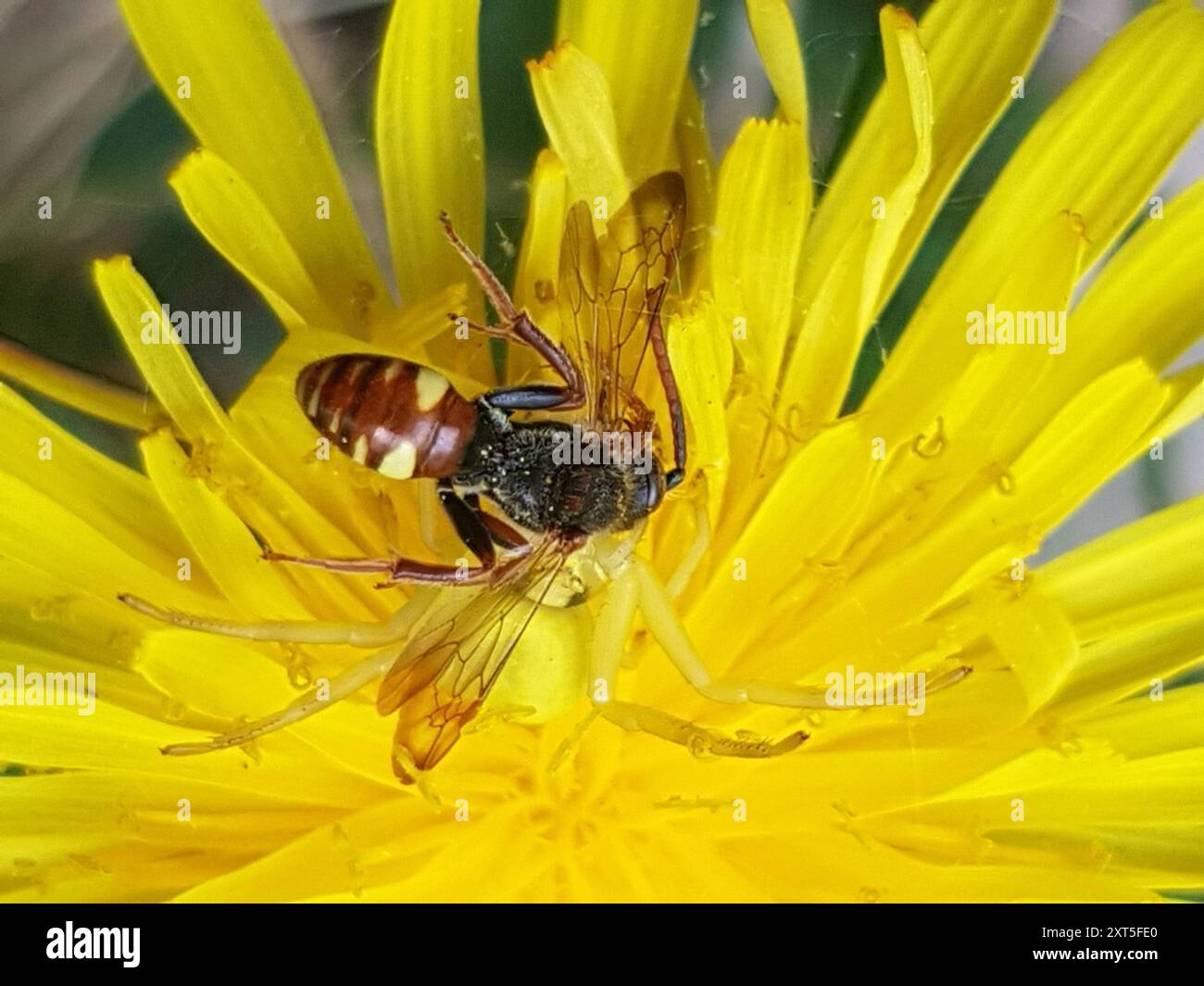 Nomad Bees (Nomada) Insecta Stock Photo - Alamy