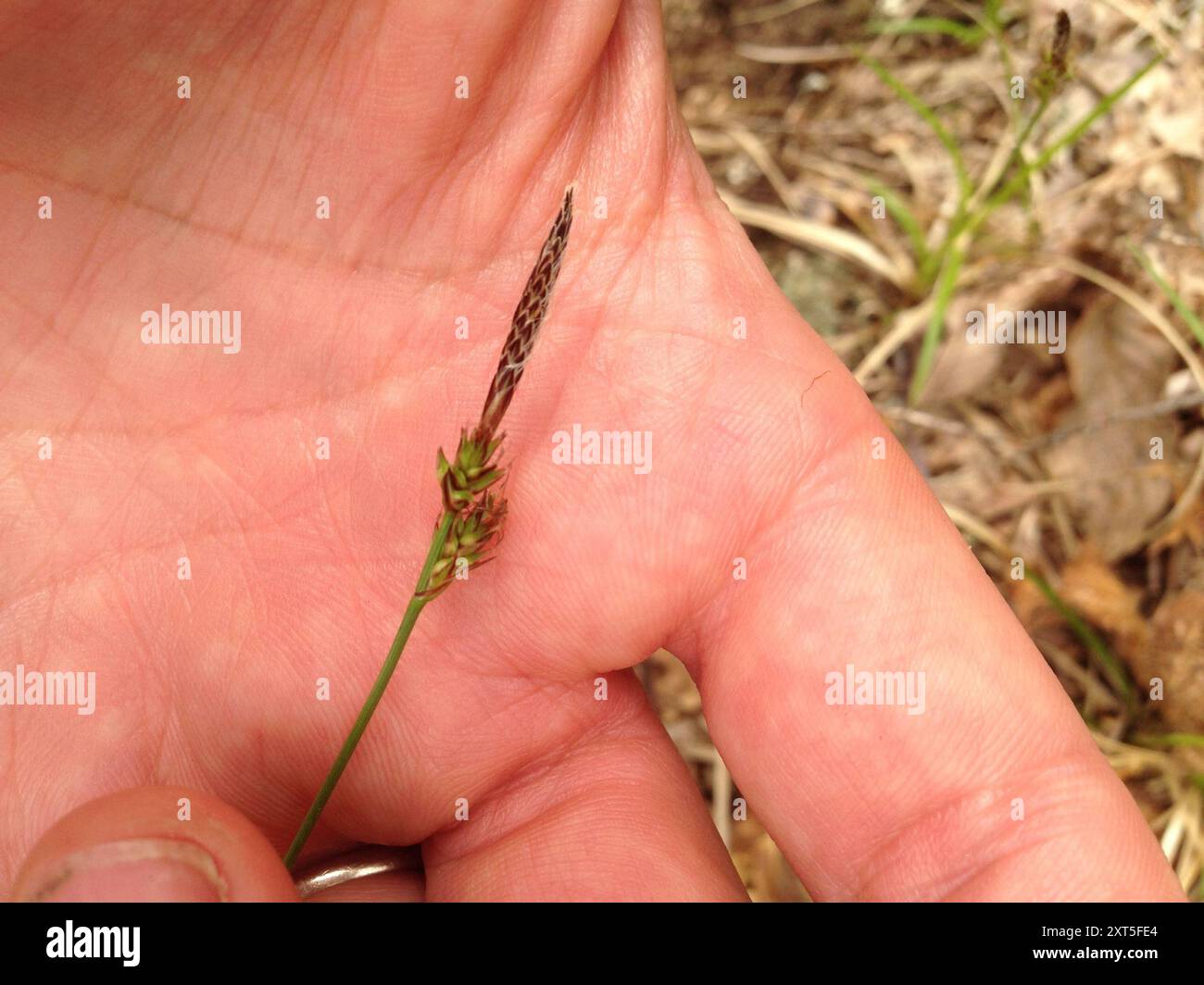 Pennsylvania sedge (Carex pensylvanica) Plantae Stock Photo - Alamy