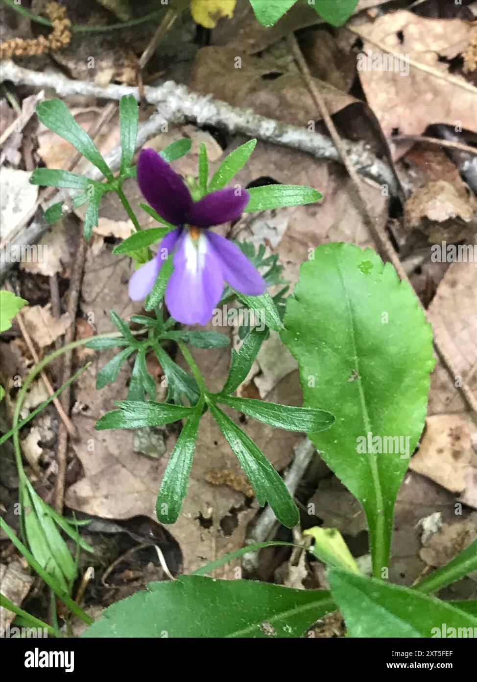 bird's foot violet (Viola pedata) Plantae Stock Photo - Alamy