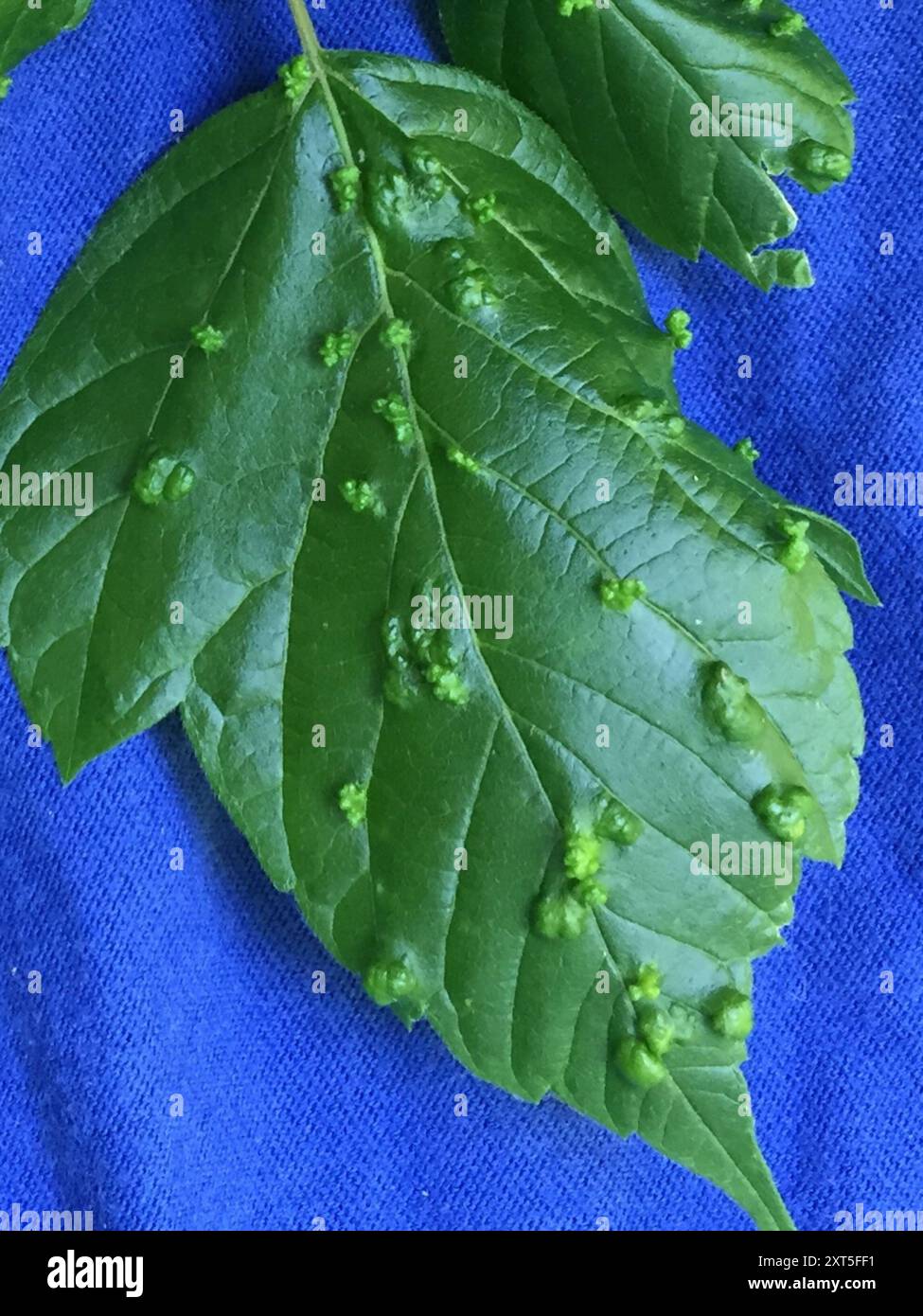 box elder pouch gall mite (Aceria negundi) Arachnida Stock Photo - Alamy