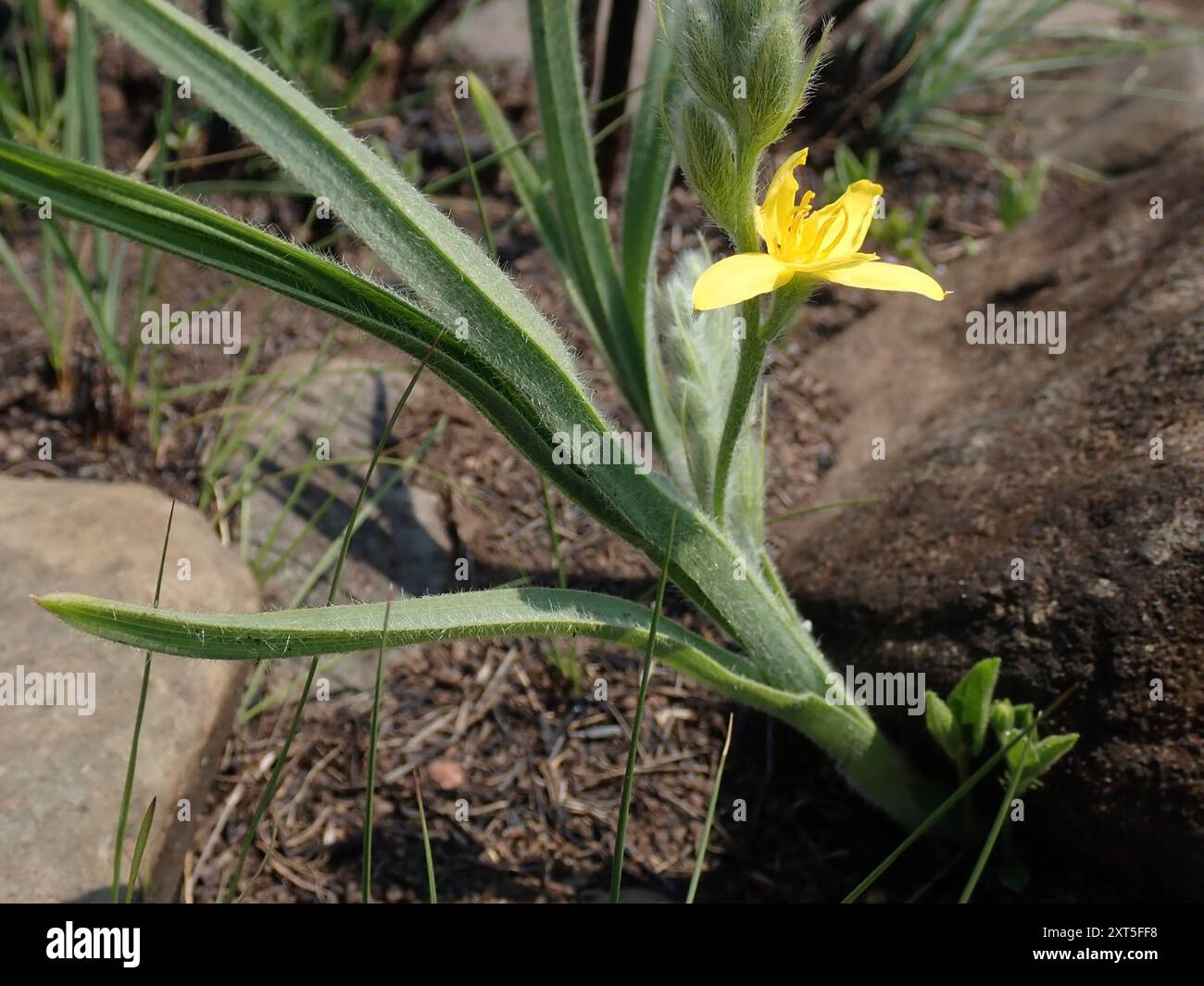 Silverleaf Stargrass (Hypoxis rigidula) Plantae Stock Photo - Alamy