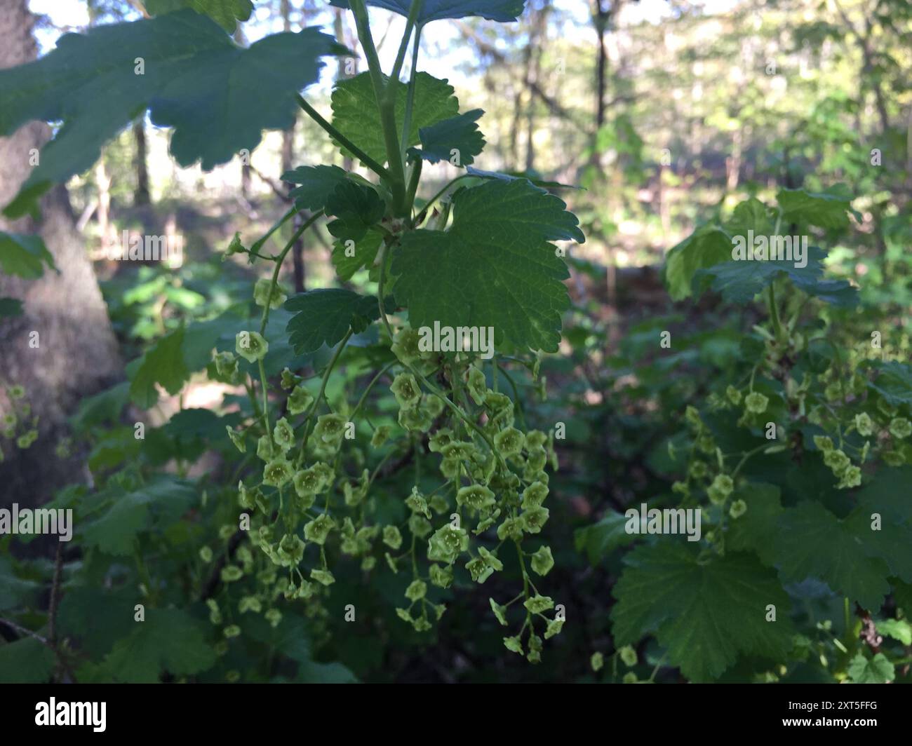 Red Currant (Ribes rubrum) Plantae Stock Photo - Alamy