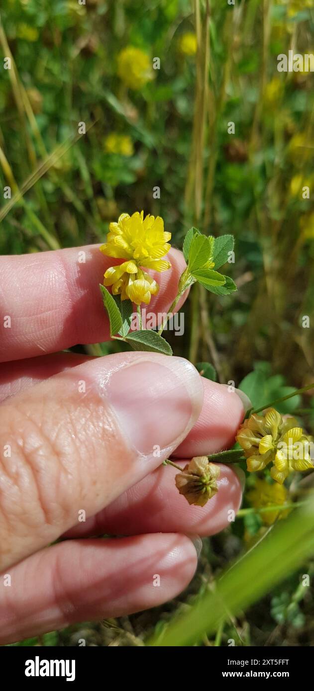 hop trefoil (Trifolium campestre) Plantae Stock Photo - Alamy