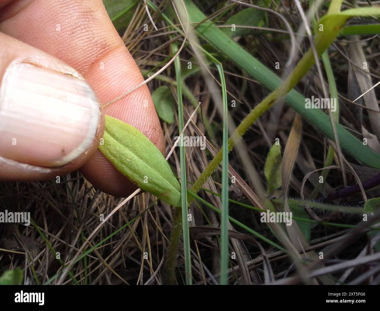 Droopy Kappie (Disperis stenoplectron) Plantae Stock Photo - Alamy
