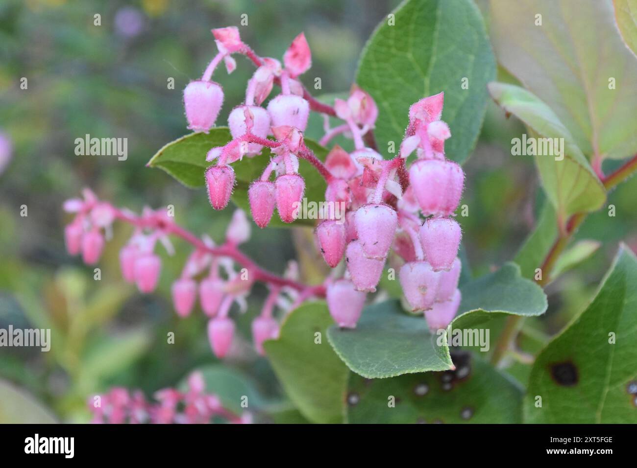 salal (Gaultheria shallon) Plantae Stock Photo - Alamy
