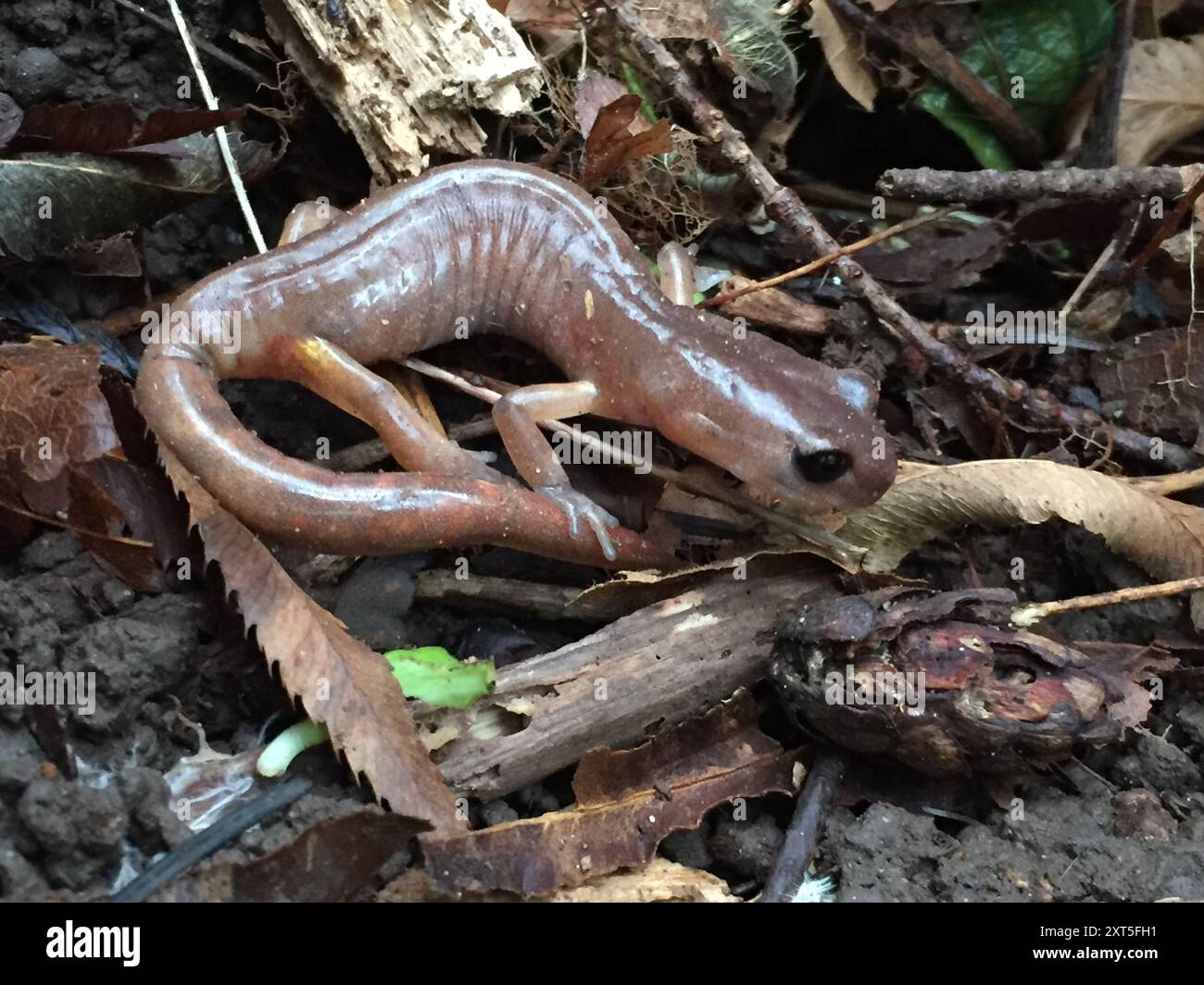Ensatina (Ensatina eschscholtzii) Amphibia Stock Photo - Alamy