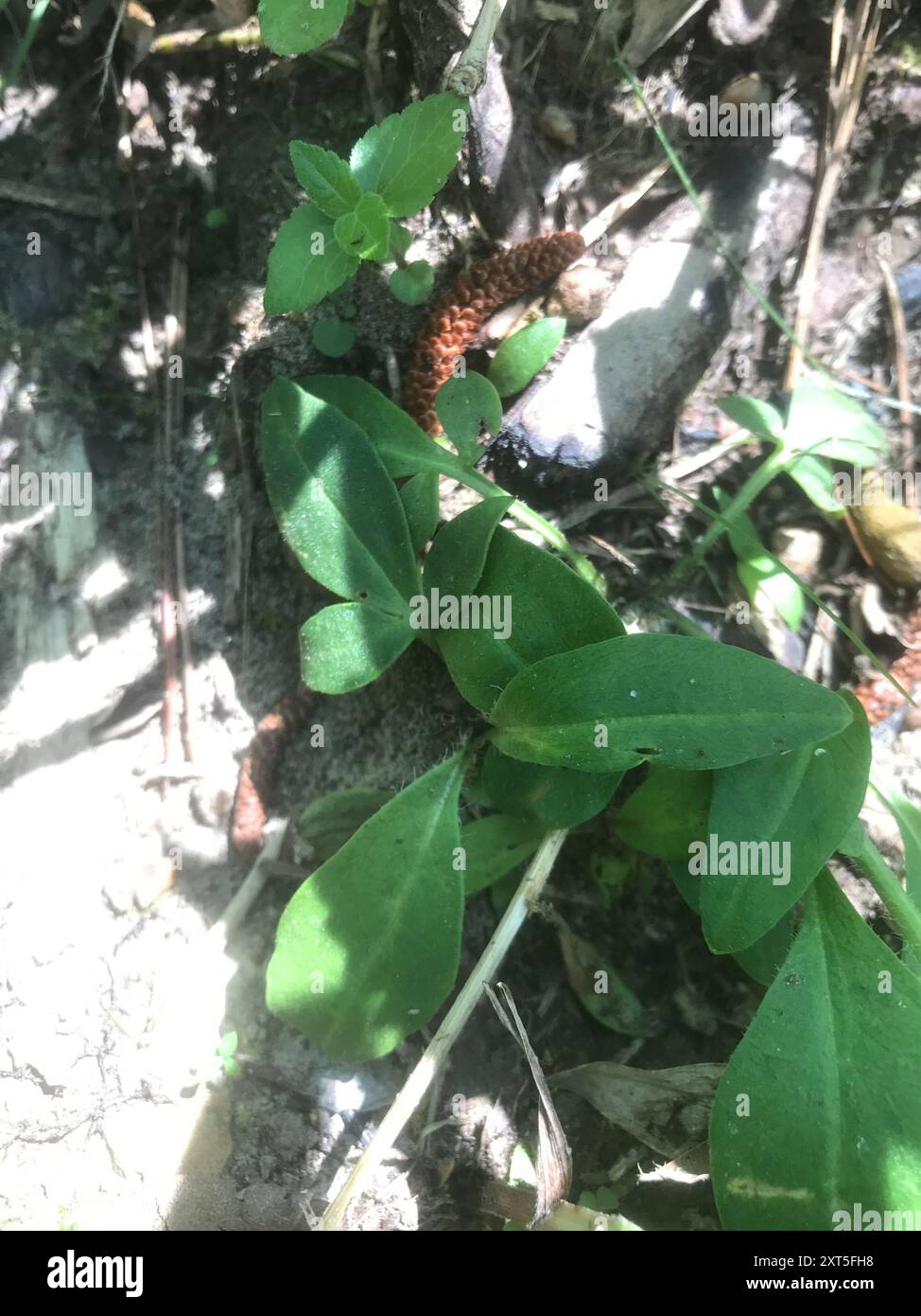 lobed coreopsis (Coreopsis auriculata) Plantae Stock Photo - Alamy