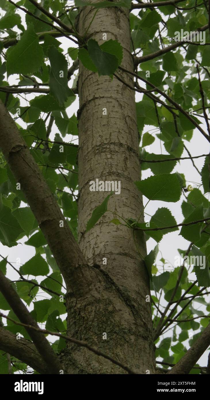 Eastern Cottonwood (Populus deltoides) Plantae Stock Photo - Alamy