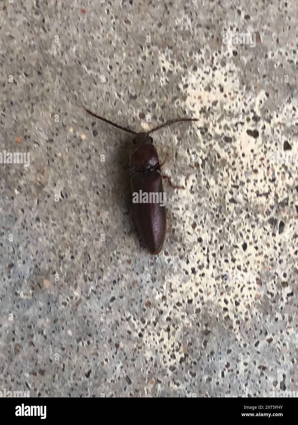 Click Beetles (Elateridae) Insecta Stock Photo - Alamy