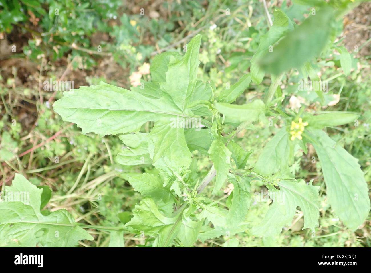 mustard family (Brassicaceae) Plantae Stock Photo - Alamy