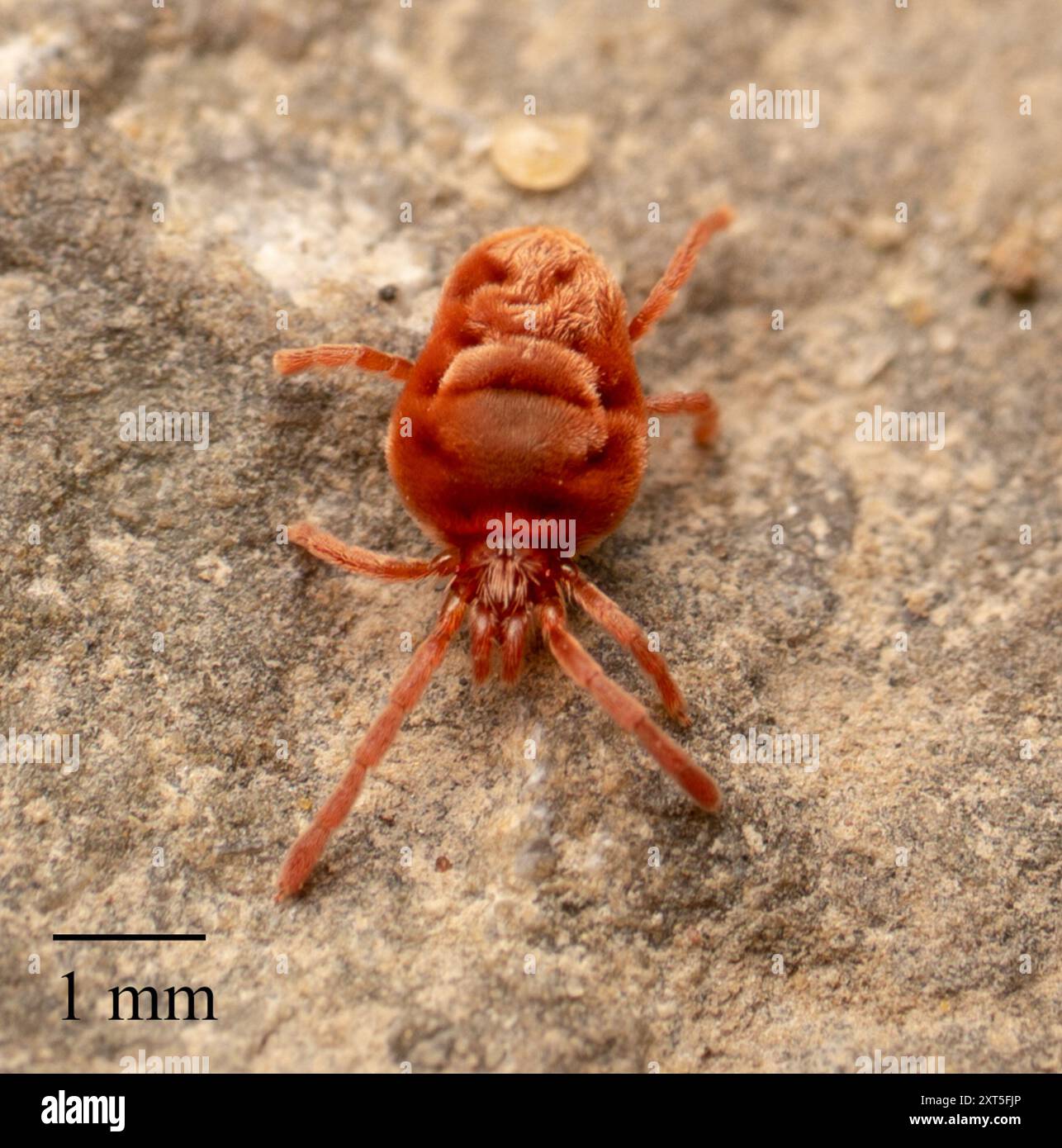 Mites and Ticks (Acari) Arachnida Stock Photo - Alamy