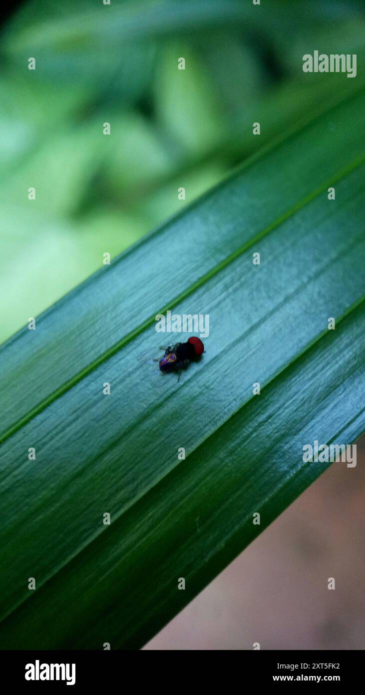 Flat-footed Flies (Platypezidae) Insecta Stock Photo - Alamy