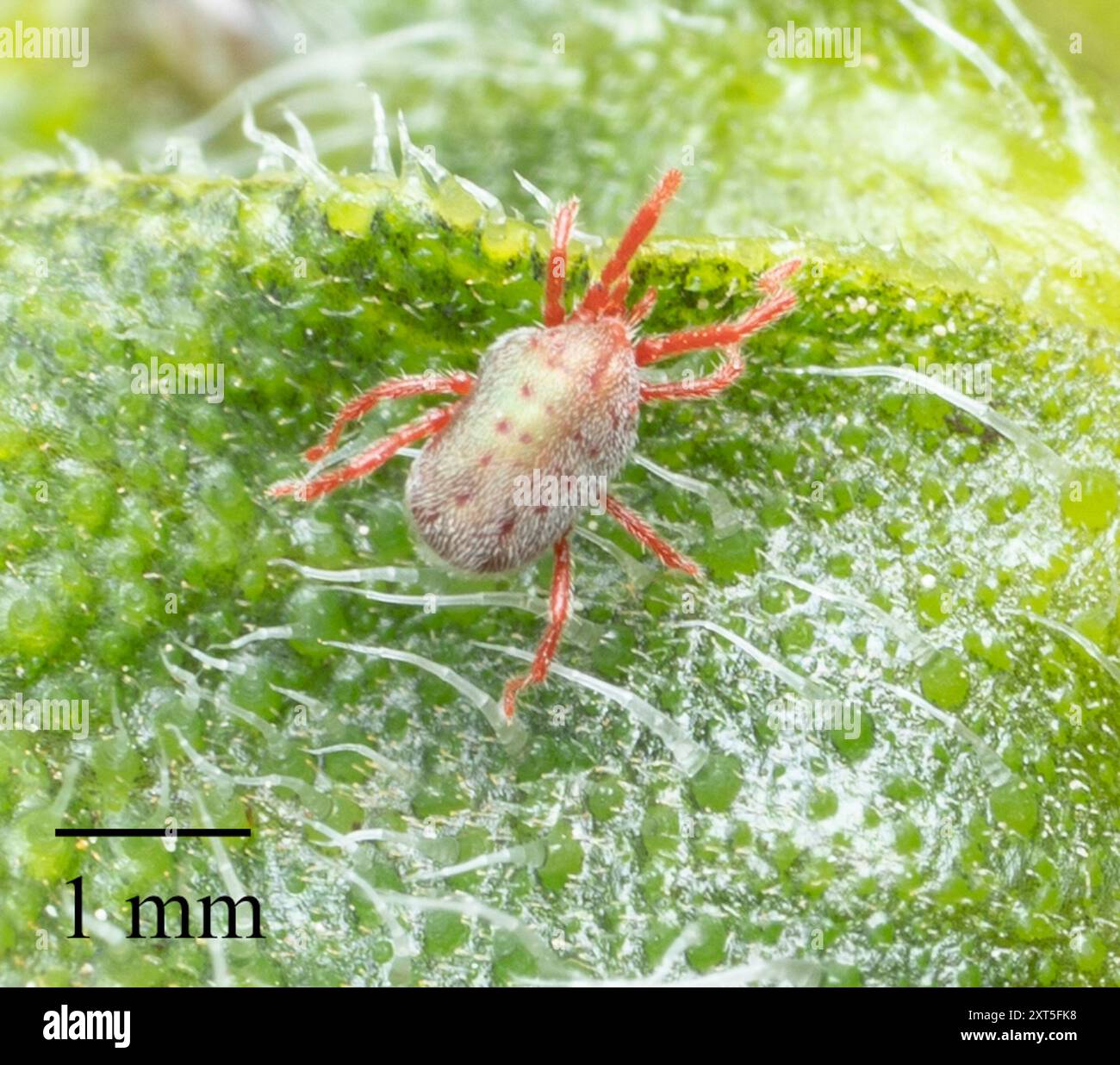 Mites and Ticks (Acari) Arachnida Stock Photo - Alamy