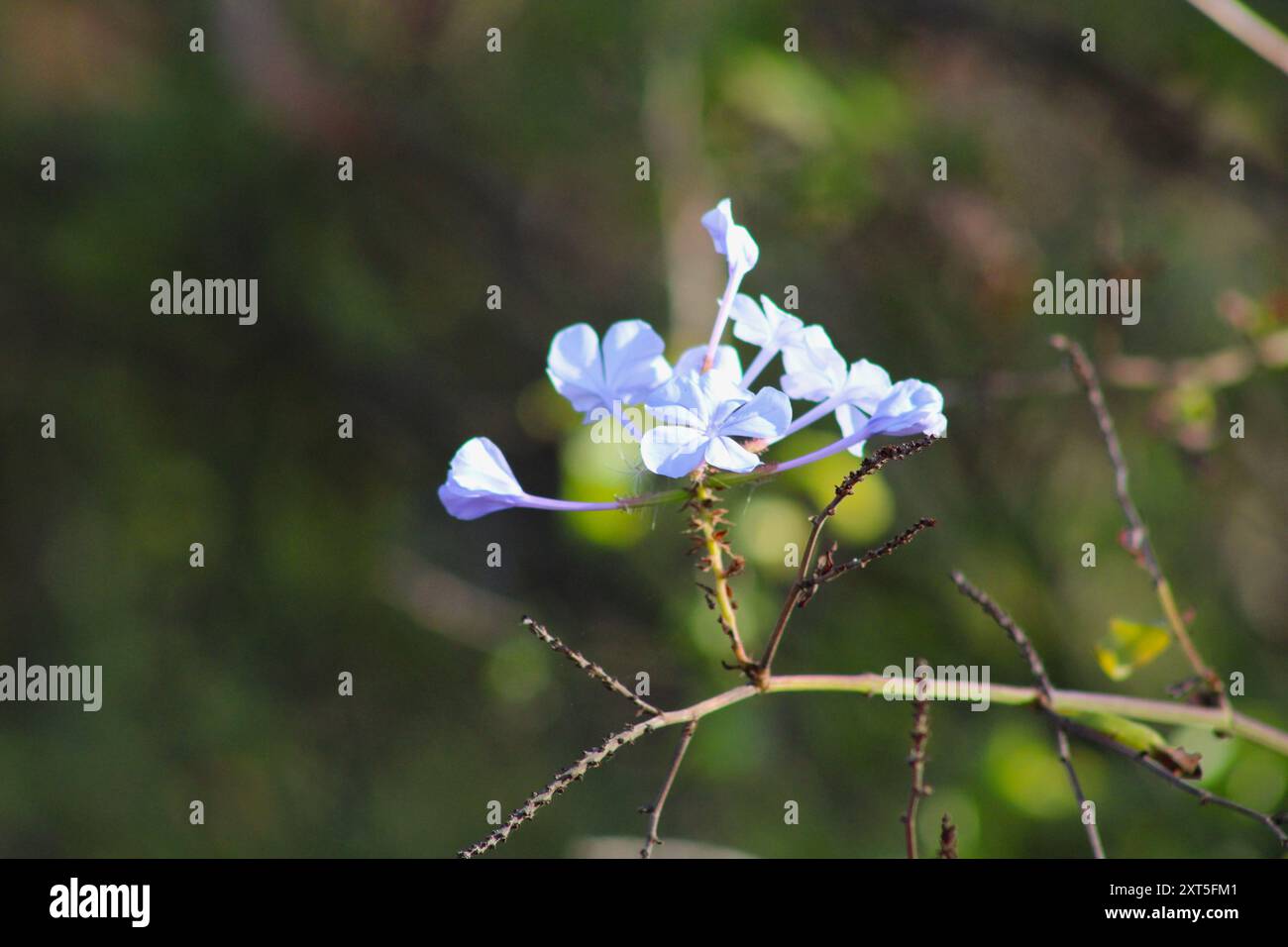 blue flower petals up close Stock Photo - Alamy