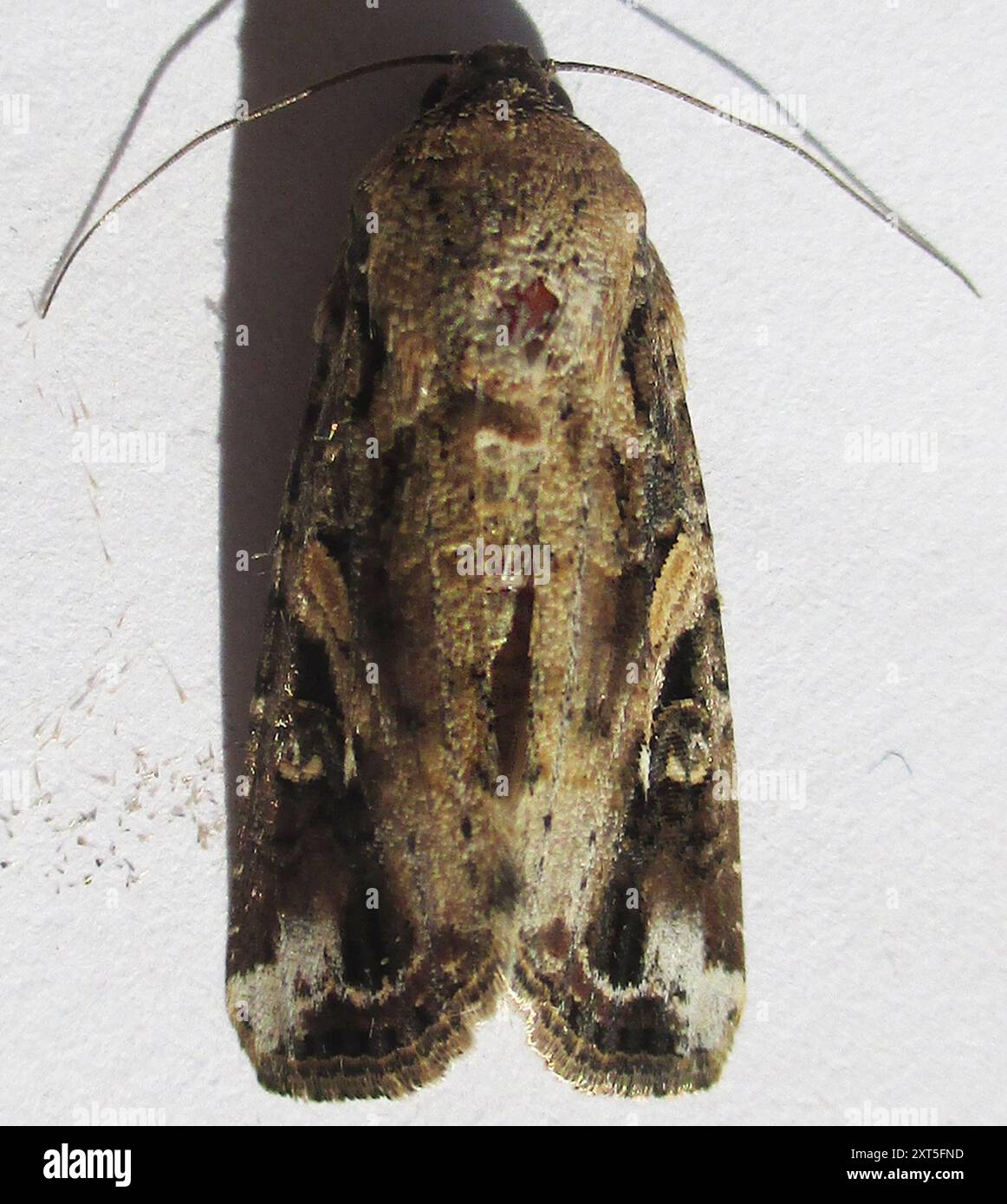 Fall Armyworm Moth (Spodoptera frugiperda) Insecta Stock Photo - Alamy