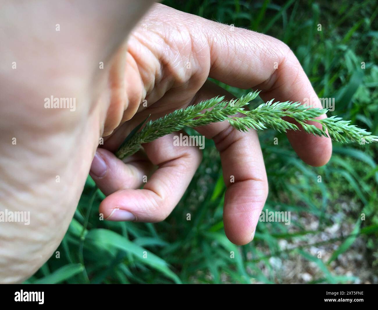 reed canary grass (Phalaris arundinacea) Plantae Stock Photo - Alamy