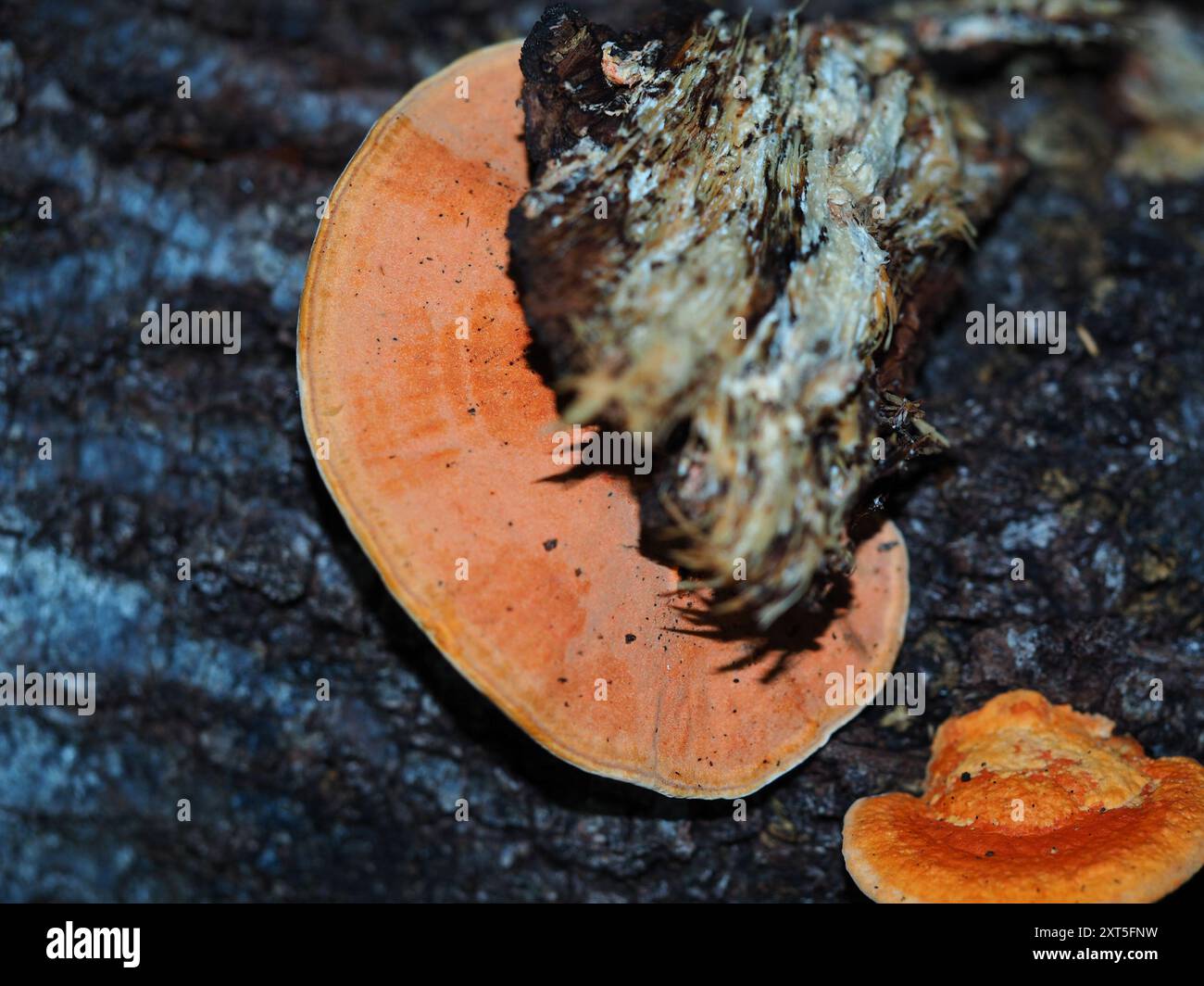 Southern Cinnabar Polypore (Trametes coccinea) Fungi Stock Photo - Alamy
