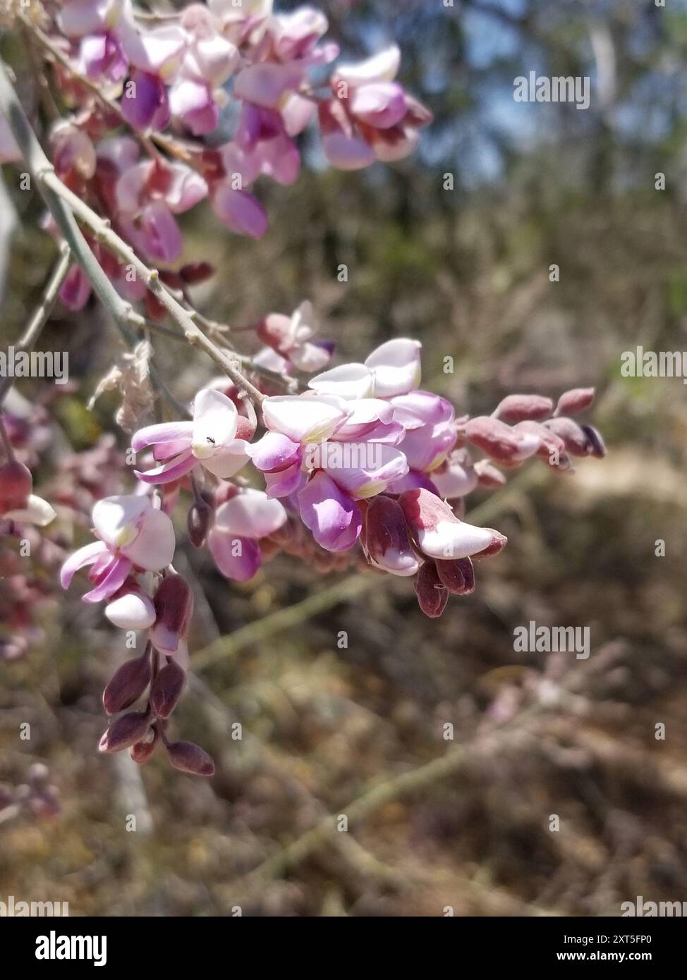 desert ironwood (Olneya tesota) Plantae Stock Photo - Alamy