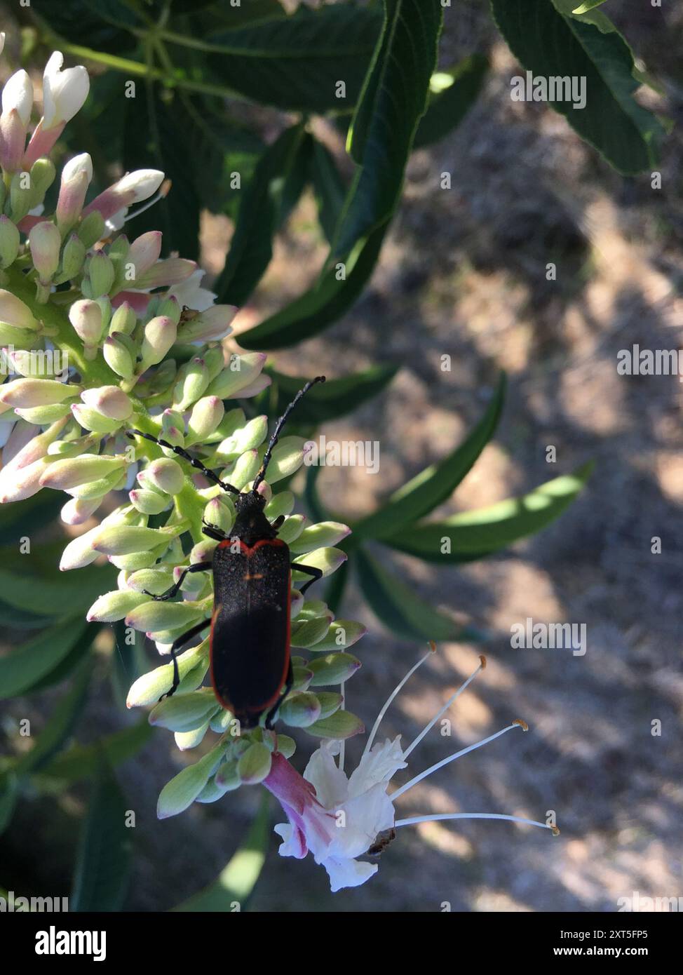 (Desmocerus californicus californicus) Insecta Stock Photo - Alamy