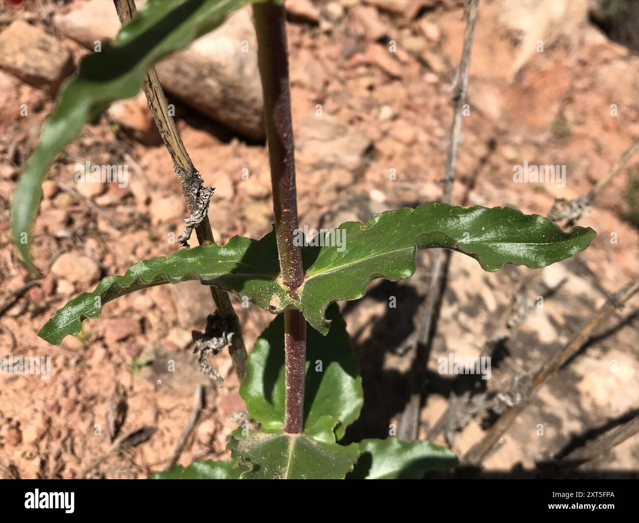 firecracker penstemon (Penstemon eatonii) Plantae Stock Photo - Alamy