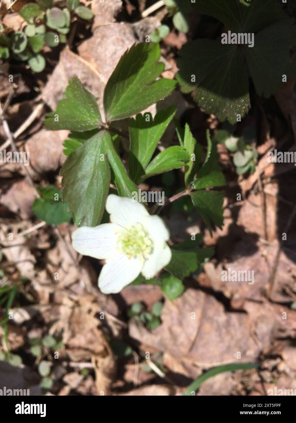 wood anemone (Anemonoides quinquefolia) Plantae Stock Photo - Alamy