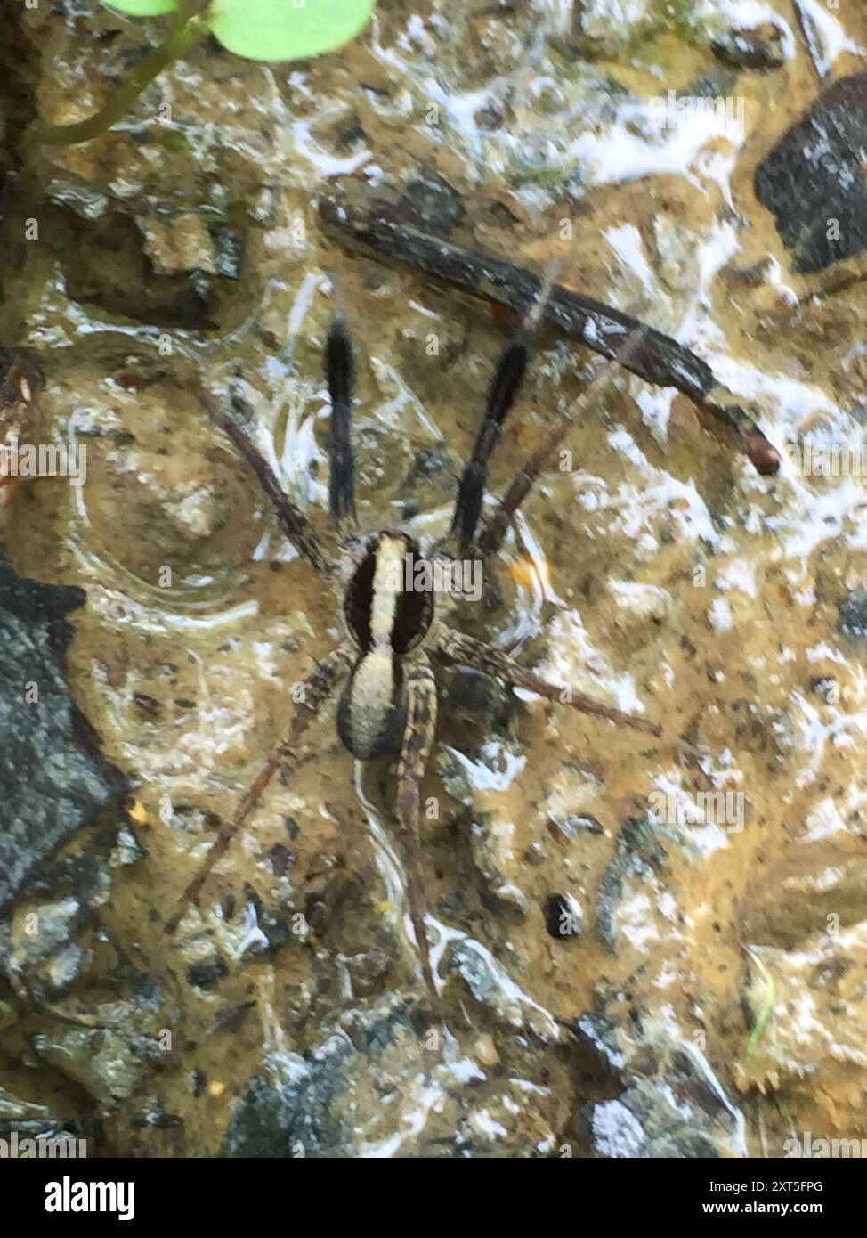 Brush-legged Spiders (Schizocosa) Arachnida Stock Photo - Alamy