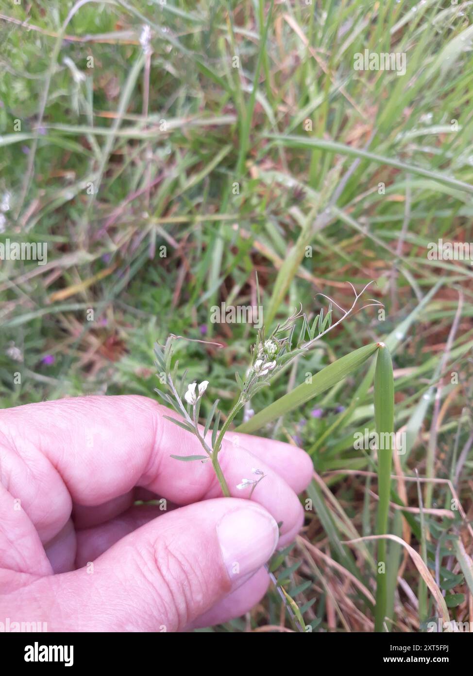 Hairy tare (Vicia hirsuta) Plantae Stock Photo - Alamy