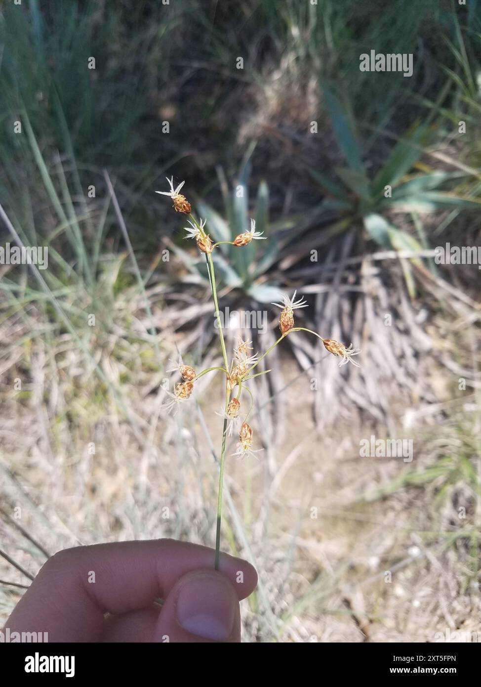 Hairy Fimbristylis (Fimbristylis puberula) Plantae Stock Photo - Alamy