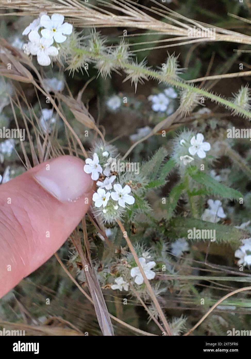 Clearwater cryptantha (Cryptantha intermedia) Plantae Stock Photo - Alamy
