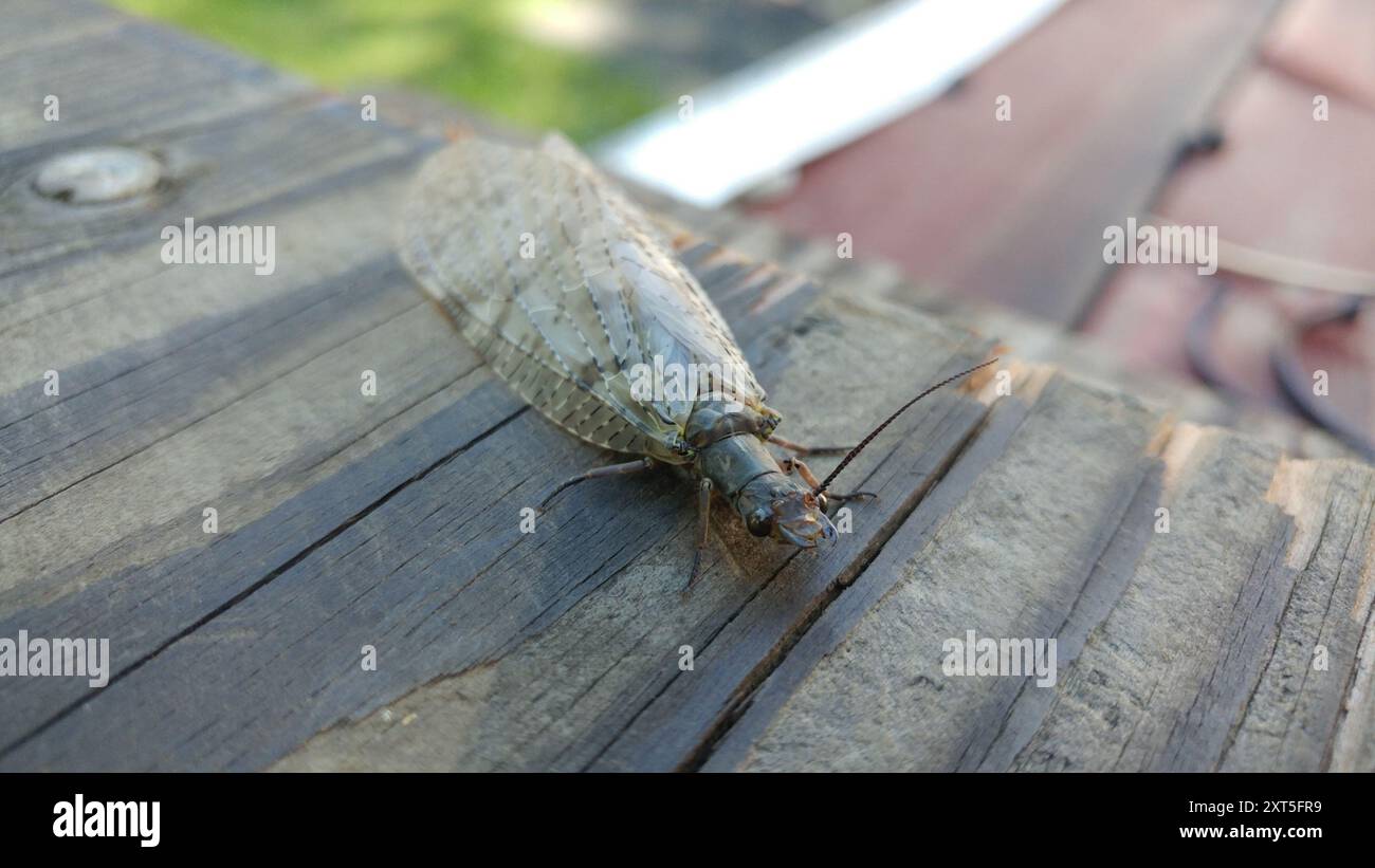 Summer Fishfly (Chauliodes pectinicornis) Insecta Stock Photo - Alamy