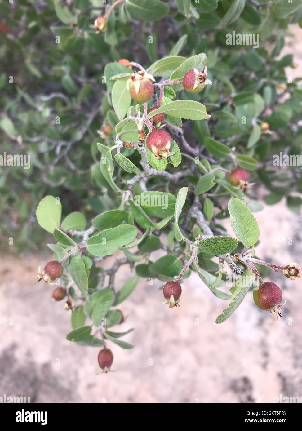 Utah Serviceberry (Amelanchier utahensis) Plantae Stock Photo - Alamy