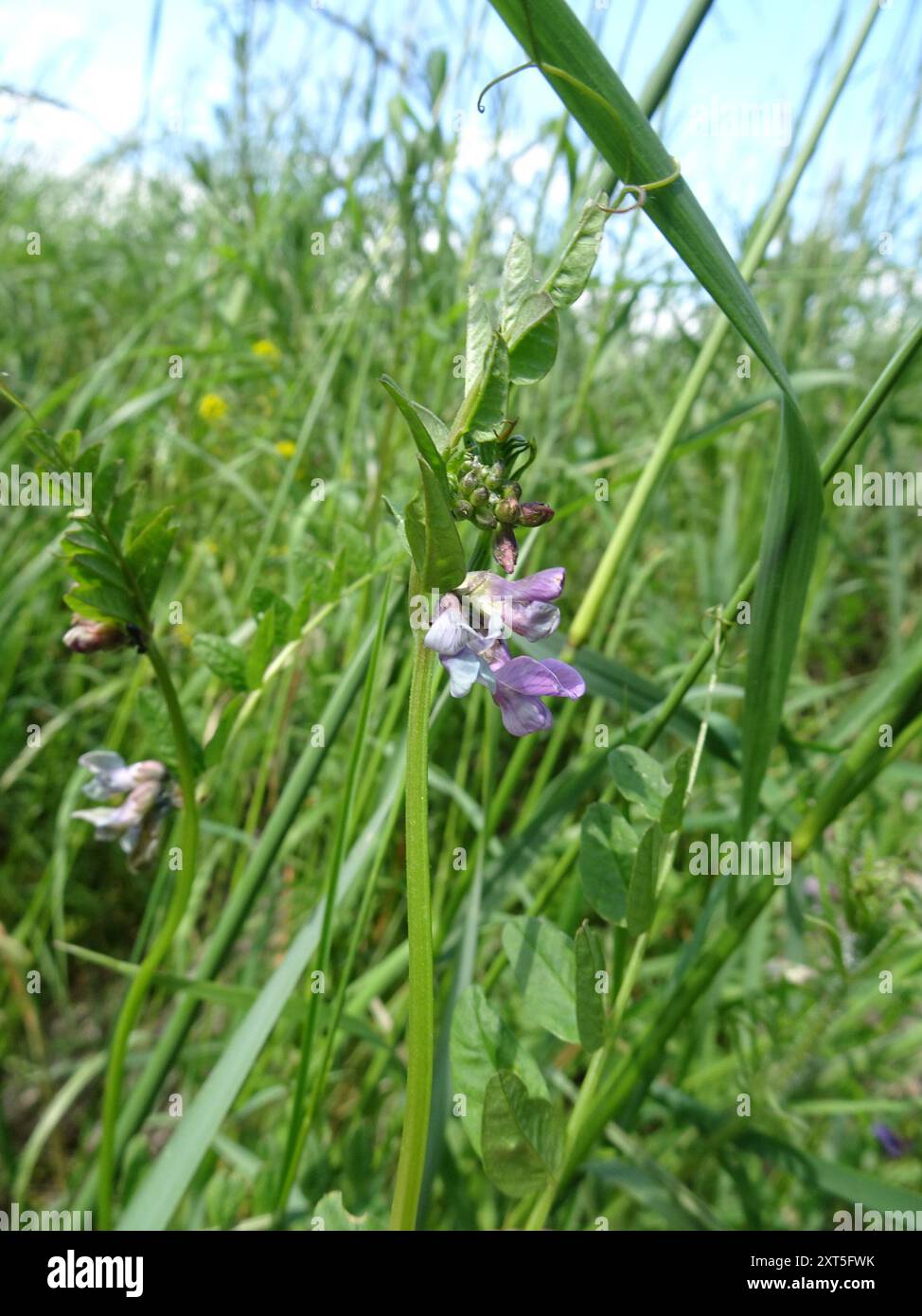 Bush Vetch (Vicia sepium) Plantae Stock Photo - Alamy