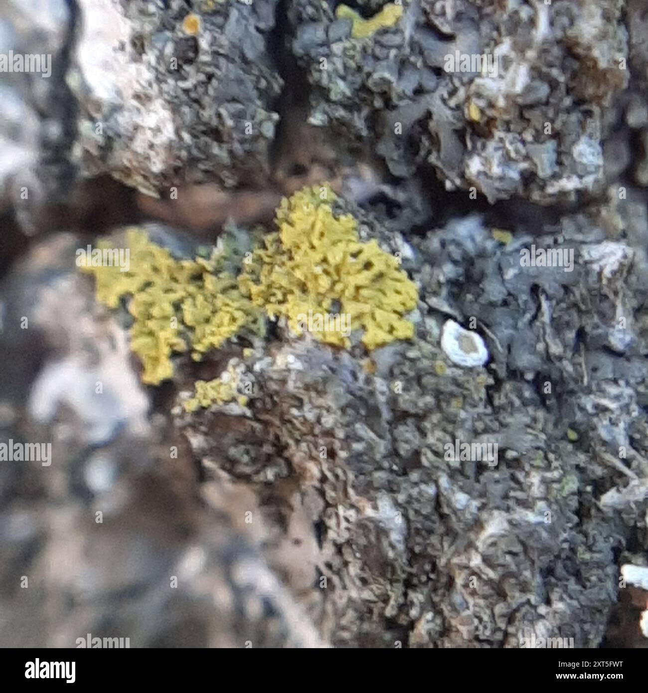 Candleflame Lichen (Candelaria concolor) Fungi Stock Photo - Alamy