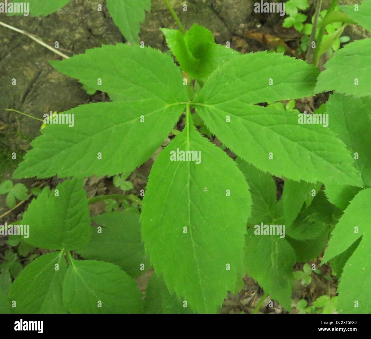 carrot family (Apiaceae) Plantae Stock Photo - Alamy
