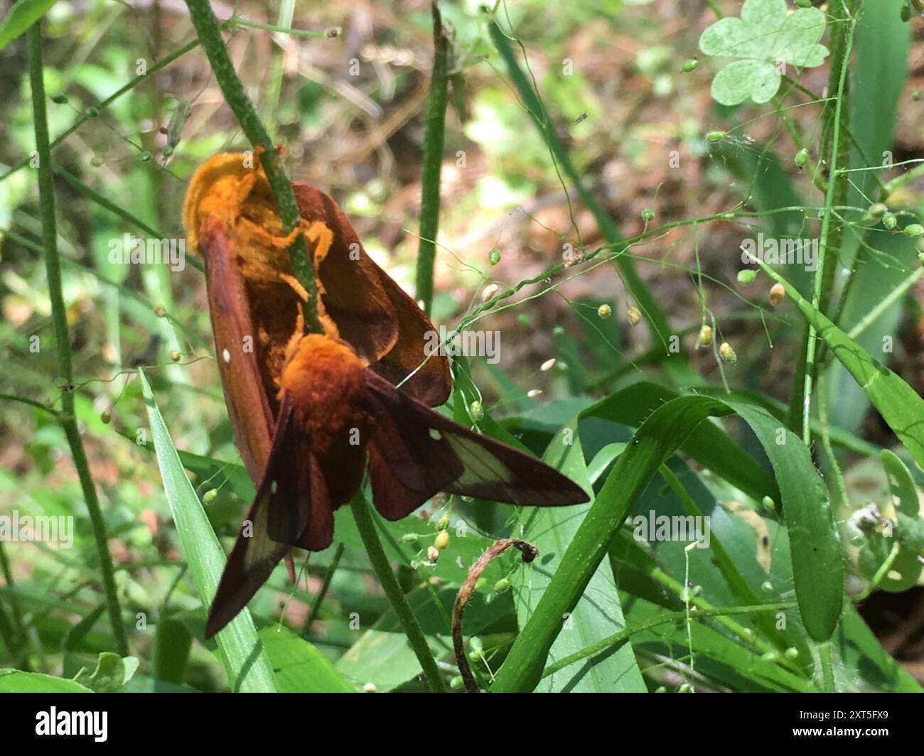 Pink-striped Oakworm Moth (Anisota virginiensis) Insecta Stock Photo ...