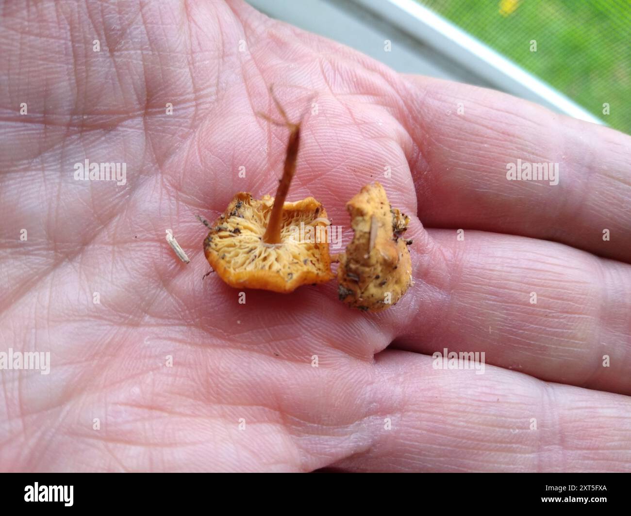 Omphalotaceae hi-res stock photography and images - Alamy